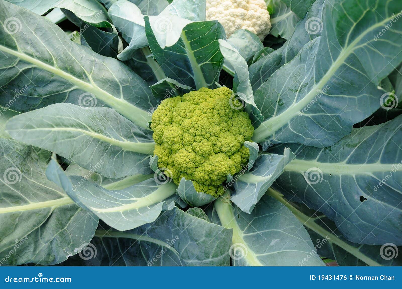 Planta Creciente De La Coliflor Foto de archivo - Imagen de crezca ...