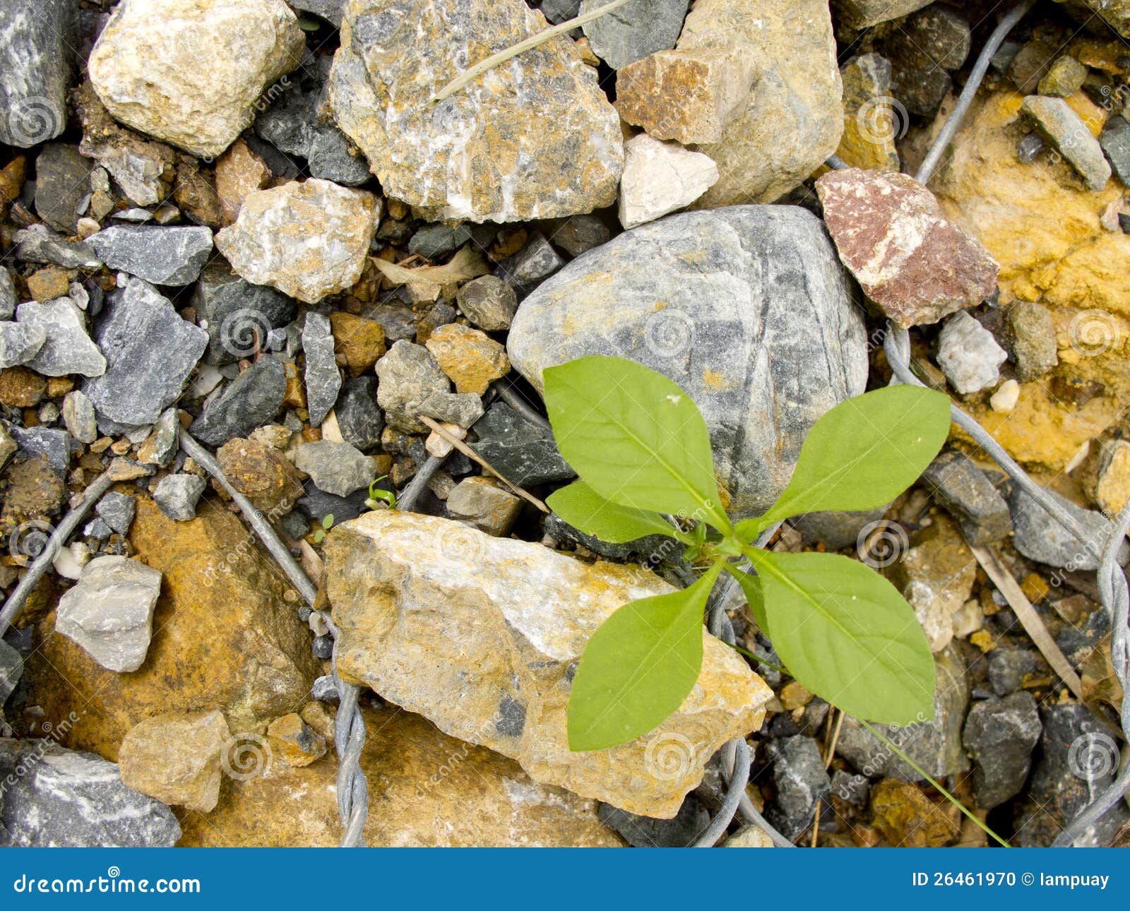A planta cresce em rochas foto de stock. Imagem de jardim - 26461970