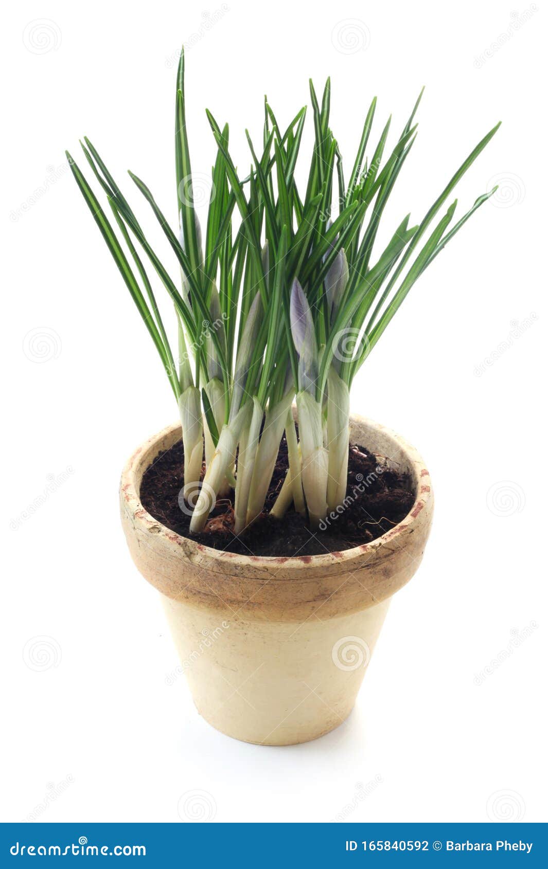 Planta Crocus foto de stock. Imagem de fundo, sobre - 165840592