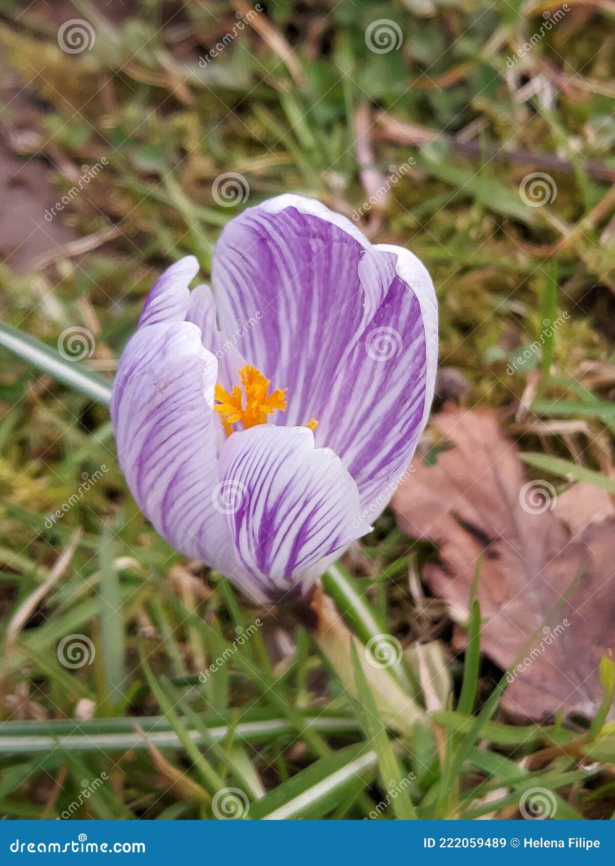 Planta Crocus stock image. Image of crocus, planta, nature - 222059489