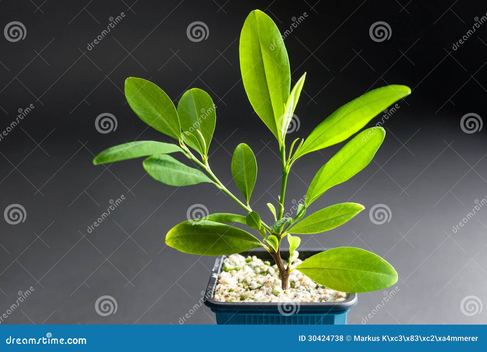 Planta Da Coca Que Cresce Em Uma Cuba Foto de Stock - Imagem de folhas ...