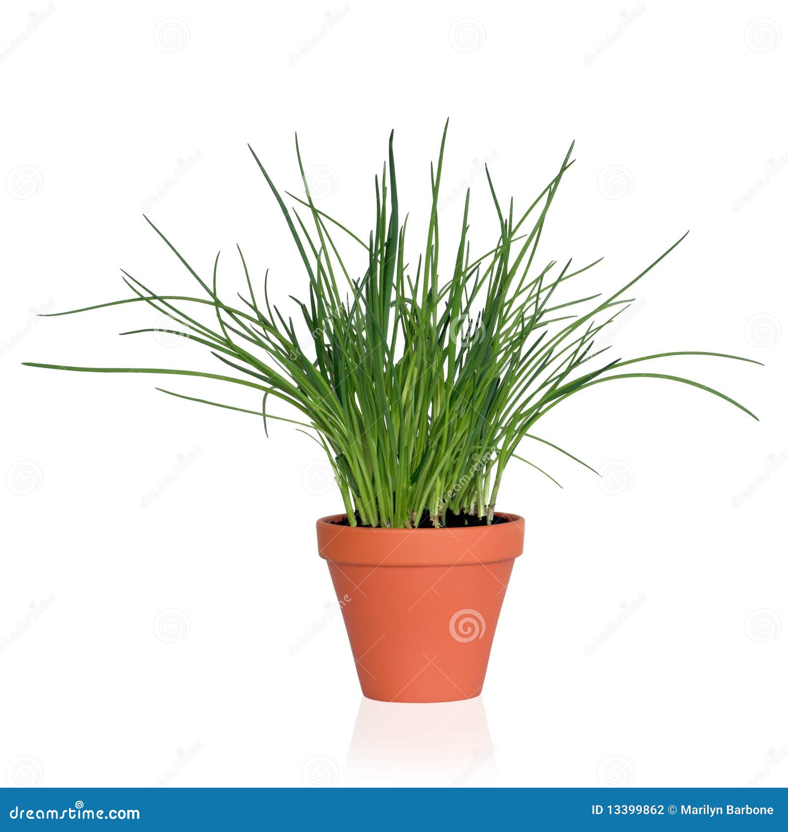 Planta Da Erva Do Cebolinho Foto de Stock - Imagem de fundo, jardim ...