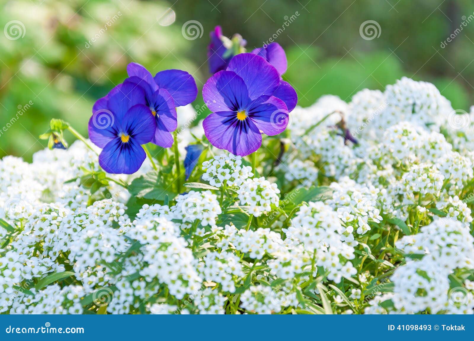 Planta Da Flor Do Amor Perfeito Imagem de Stock - Imagem de jardim ...