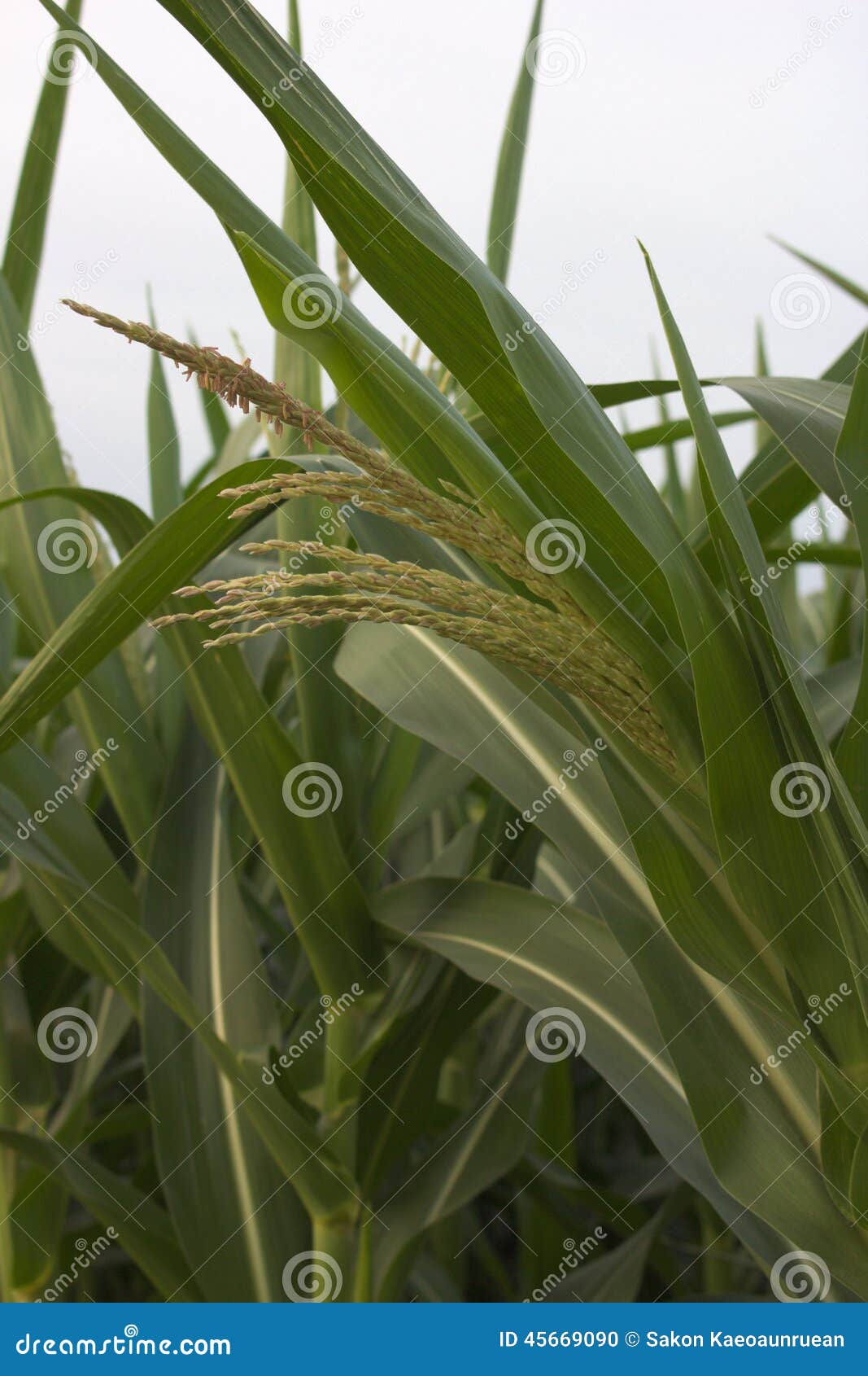 Planta Da Folha Da Flor Do Milho Natural Foto de Stock - Imagem de ...