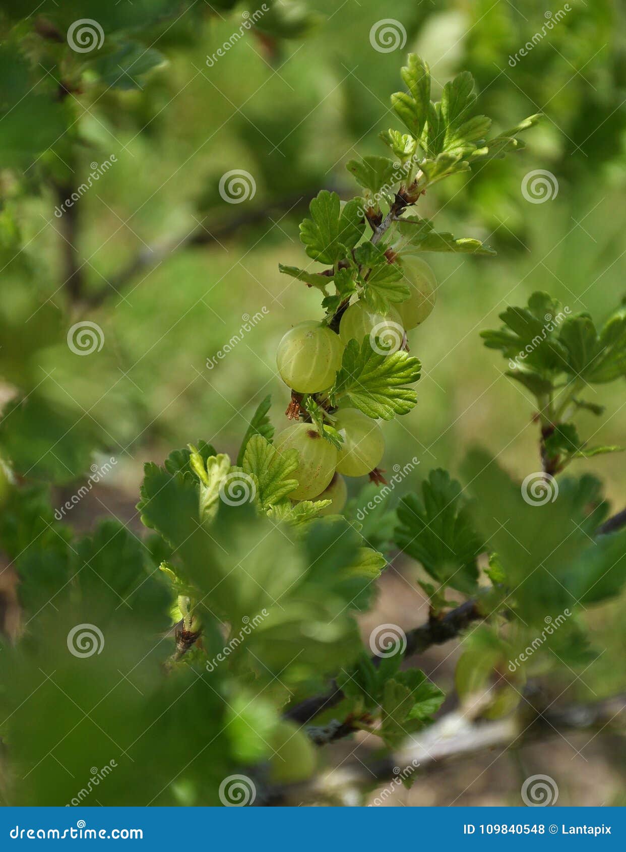 Planta Da Groselha No Jardim Do Fruto Foto de Stock - Imagem de jardim ...