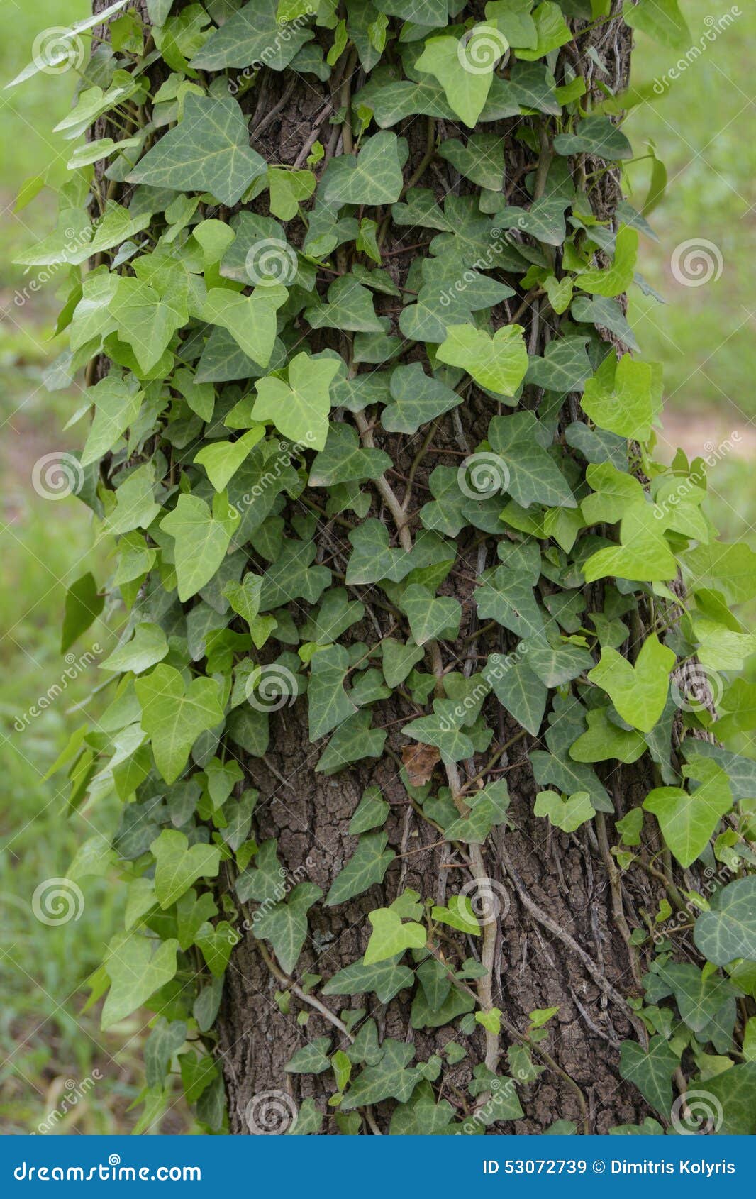 Planta Da Hera No Tronco De árvore Imagem de Stock - Imagem de folhagem ...