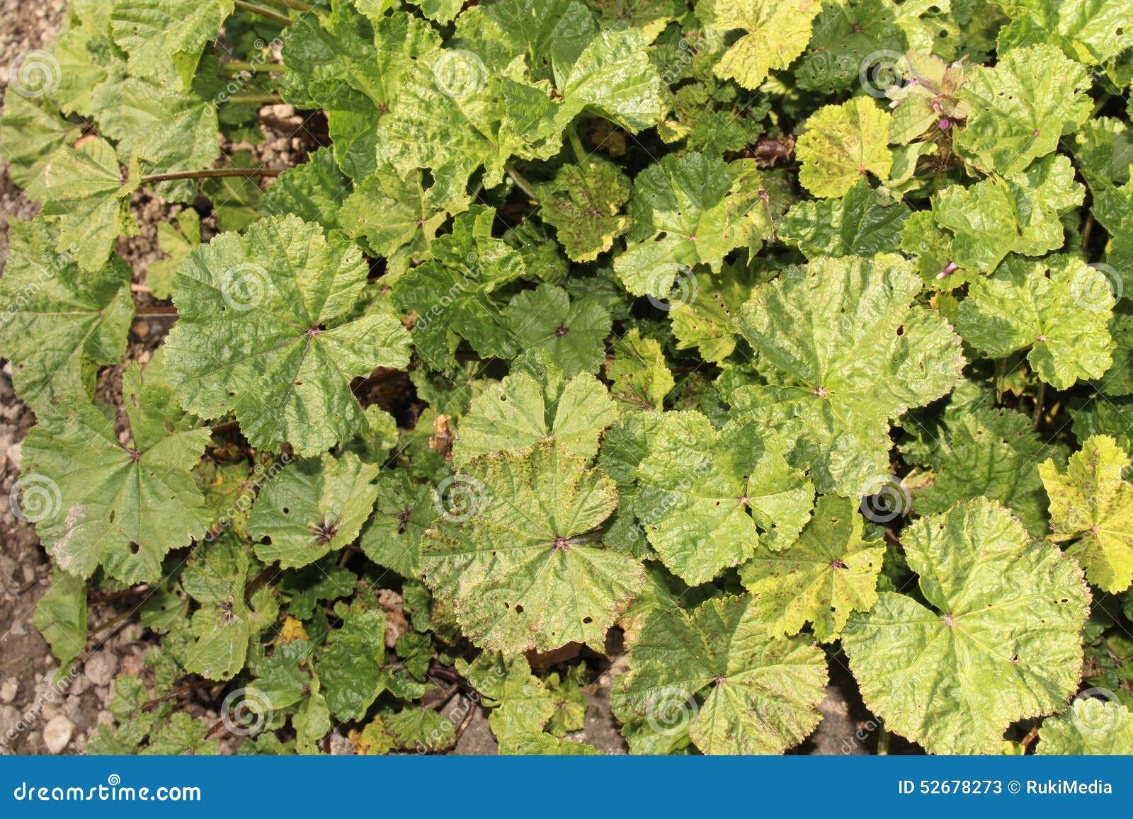 Planta Da Malva Comum (Malva Sylvestris) Imagem de Stock - Imagem de ...