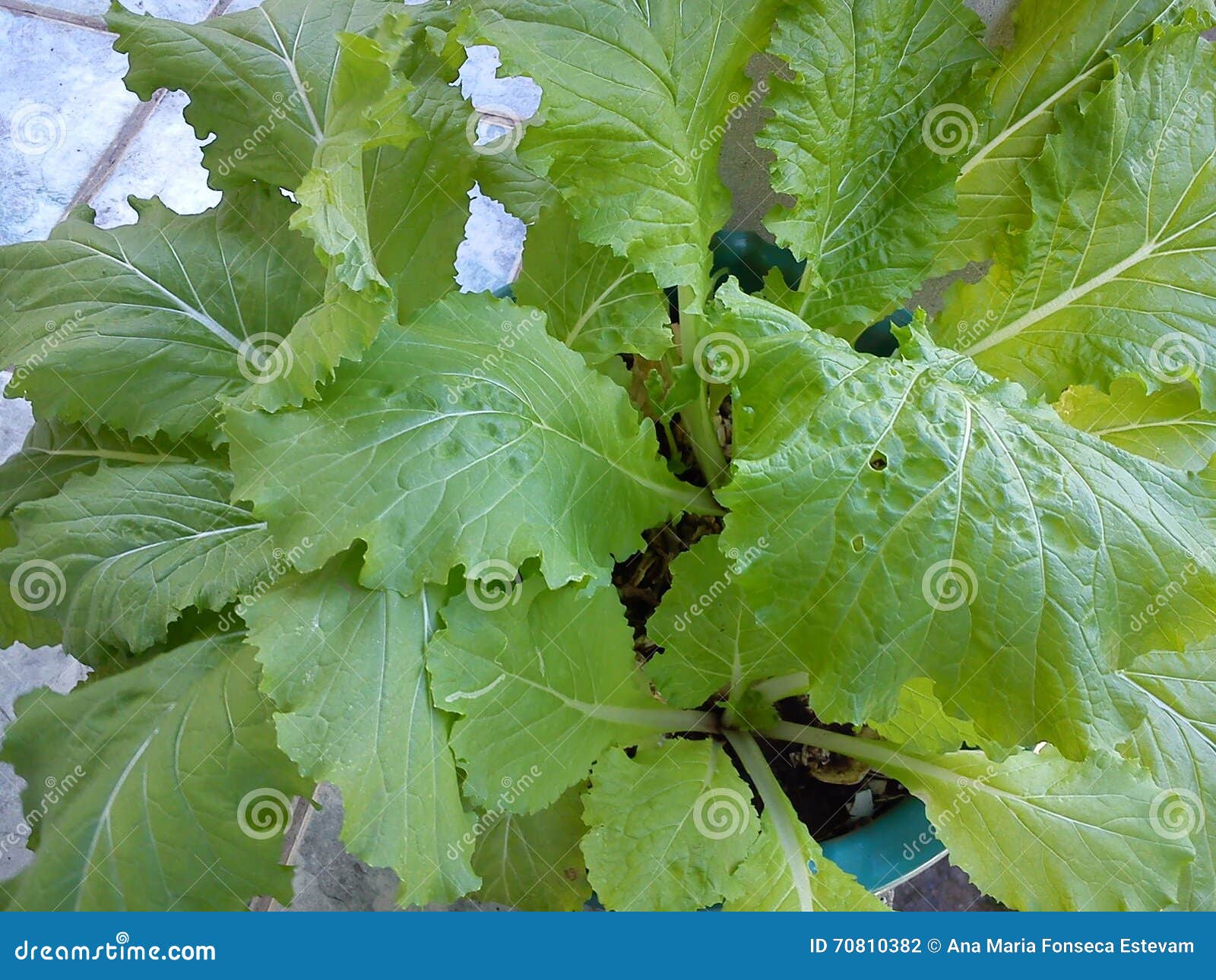 Planta da mostarda foto de stock. Imagem de alimento - 70810382