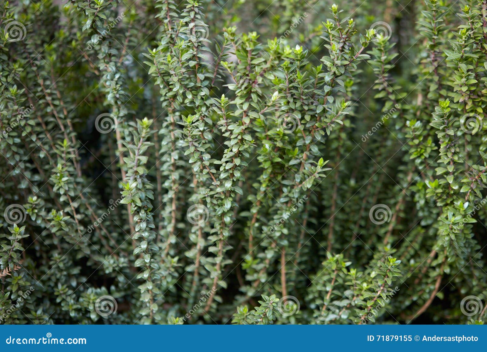 Planta Da Murta, Fundo Communis Do Myrtus Imagem de Stock - Imagem de ...