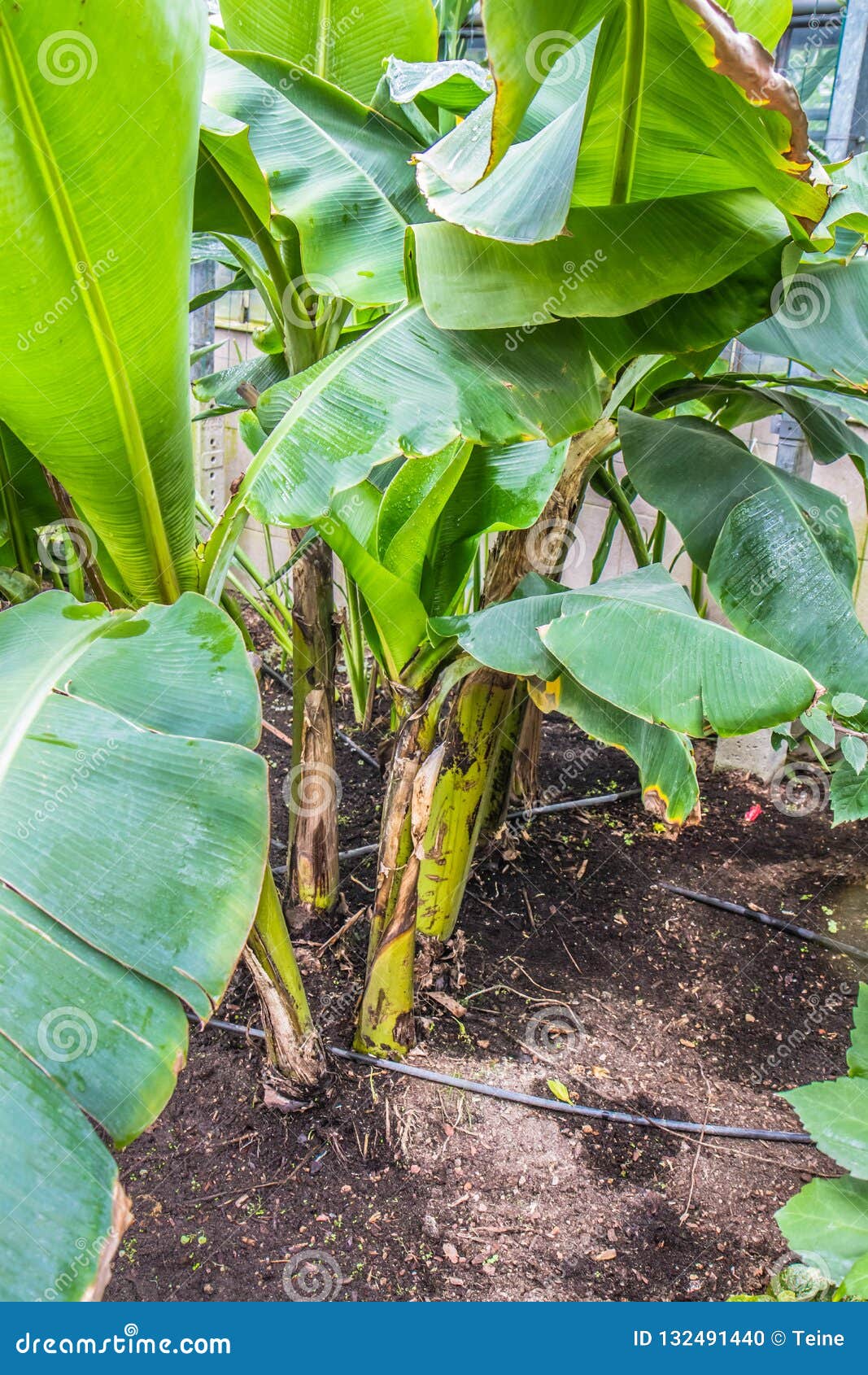 Planta da musa paradisiaca foto de stock. Imagem de planta - 132491440