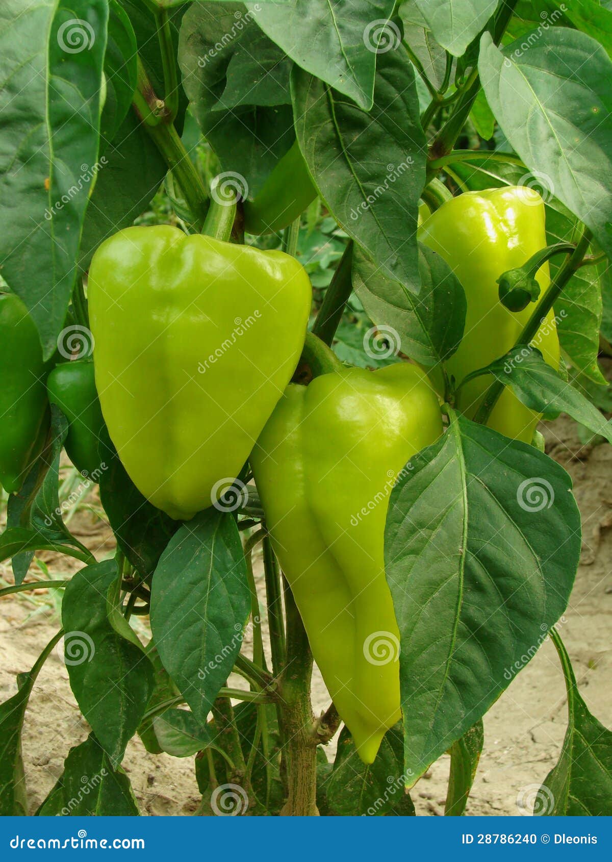 Planta da pimenta foto de stock. Imagem de orgânico, pimenta - 28786240