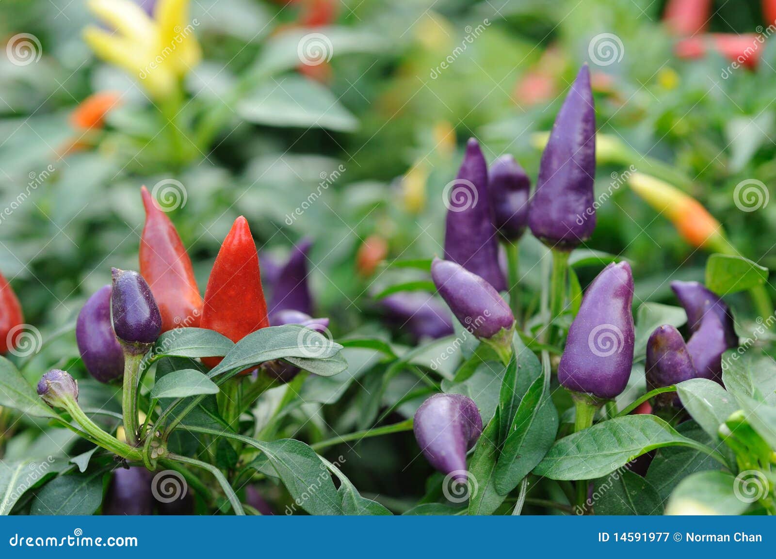 Planta Da Pimenta De Pimentão Imagem de Stock - Imagem de tempero ...
