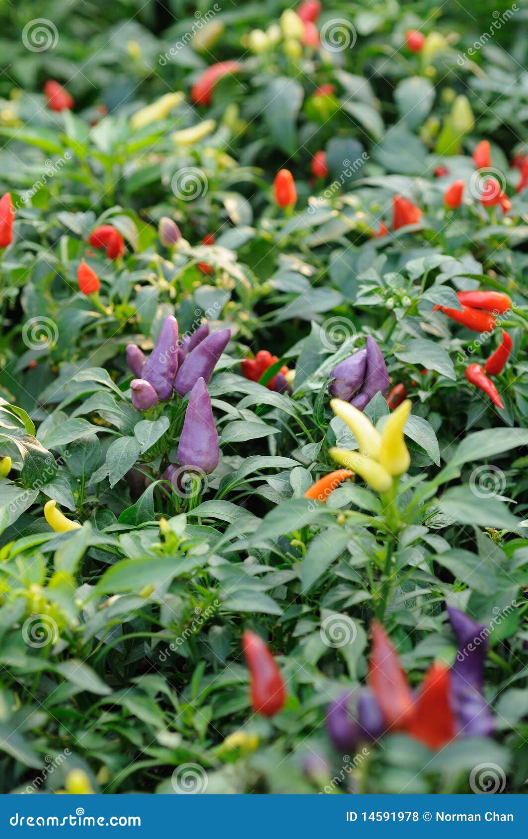 Planta Da Pimenta De Pimentão Foto de Stock - Imagem de macro ...