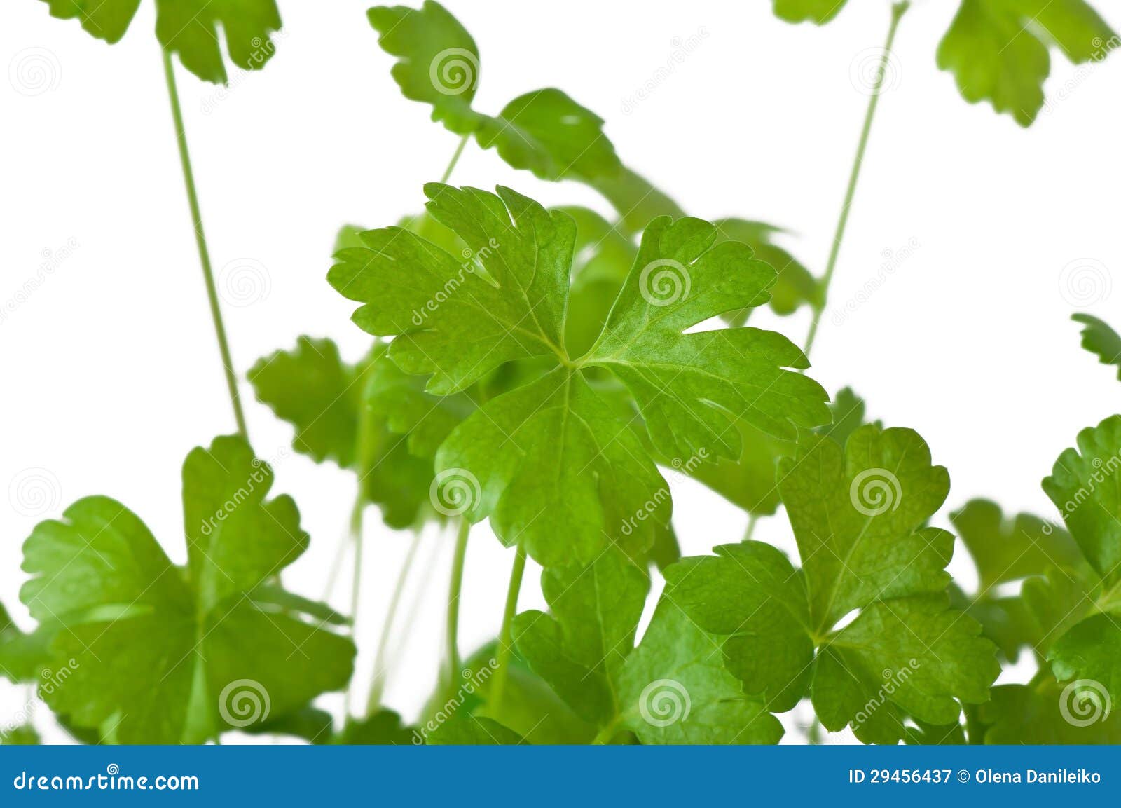 Planta da salsa imagem de stock. Imagem de ninguém, ingrediente - 29456437