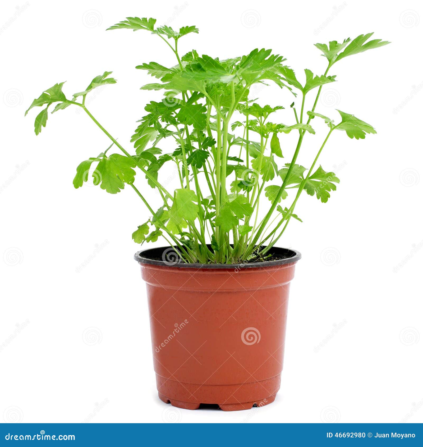 Planta Da Salsa Em Um Vaso De Flores Foto de Stock - Imagem de sabor ...