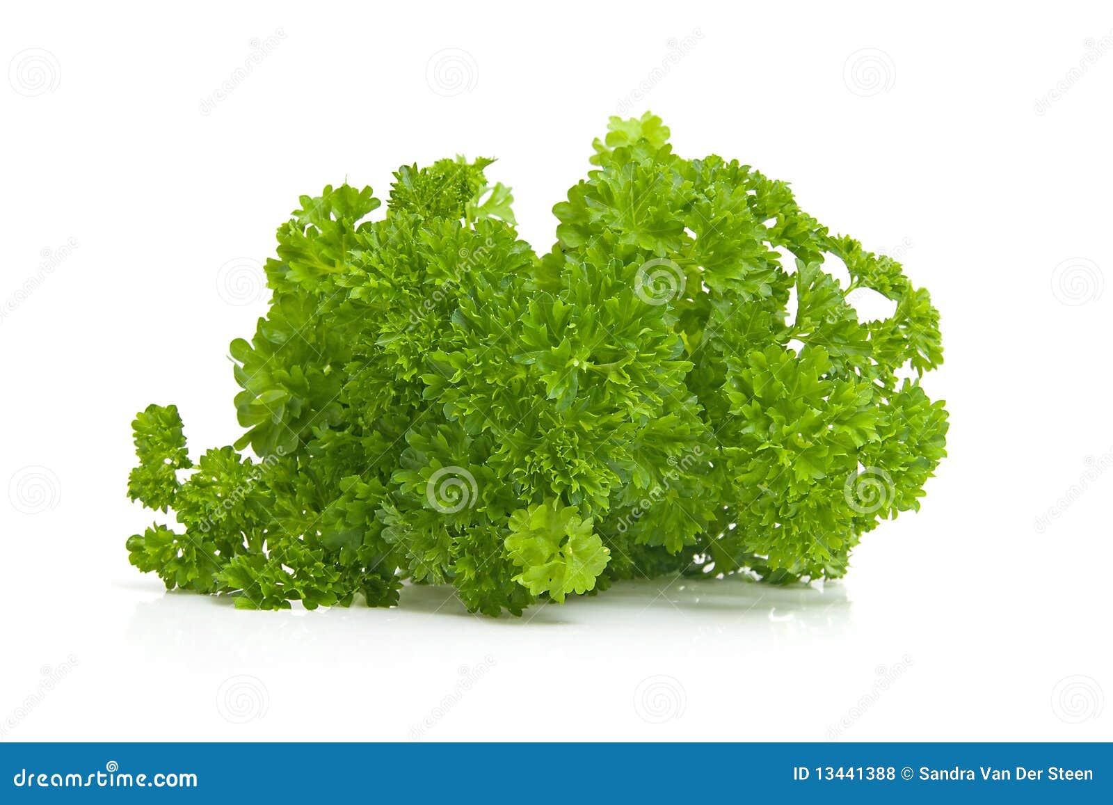 Planta da salsa fresca foto de stock. Imagem de planta - 13441388