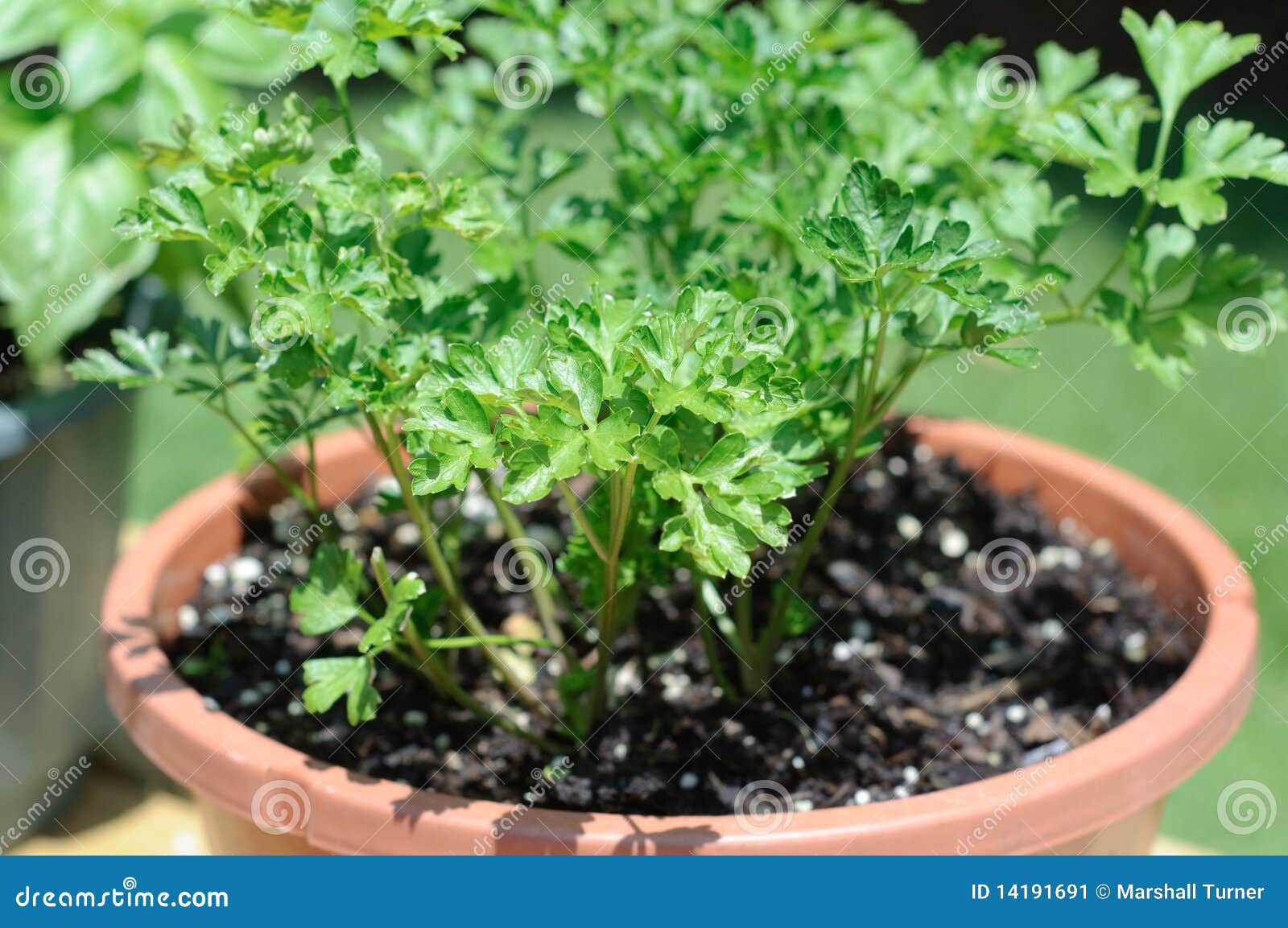 Planta Da Salsa Italiana (erva) Imagem de Stock - Imagem de sabor ...