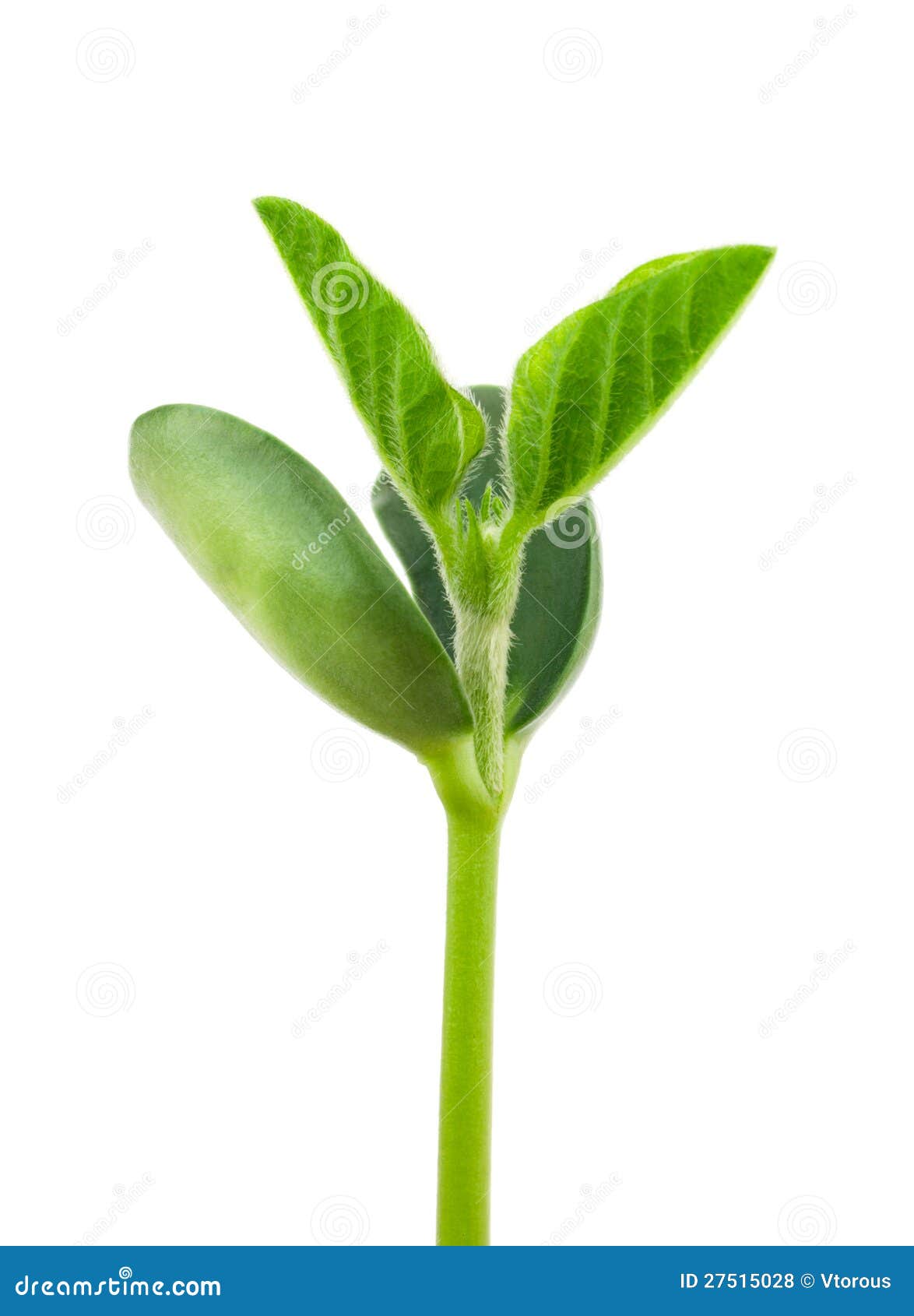 Planta da soja foto de stock. Imagem de vida, cultivado - 27515028