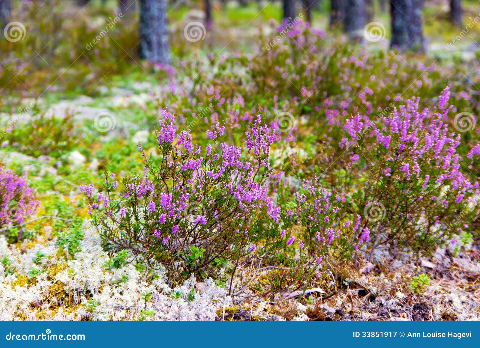 Planta da urze imagem de stock. Imagem de paisagem, flor - 33851917
