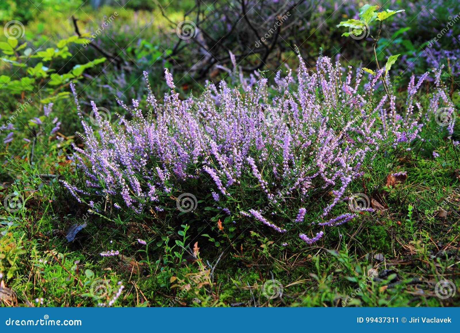 Planta Da Urze Com Flores Violetas Imagem de Stock - Imagem de sopro ...