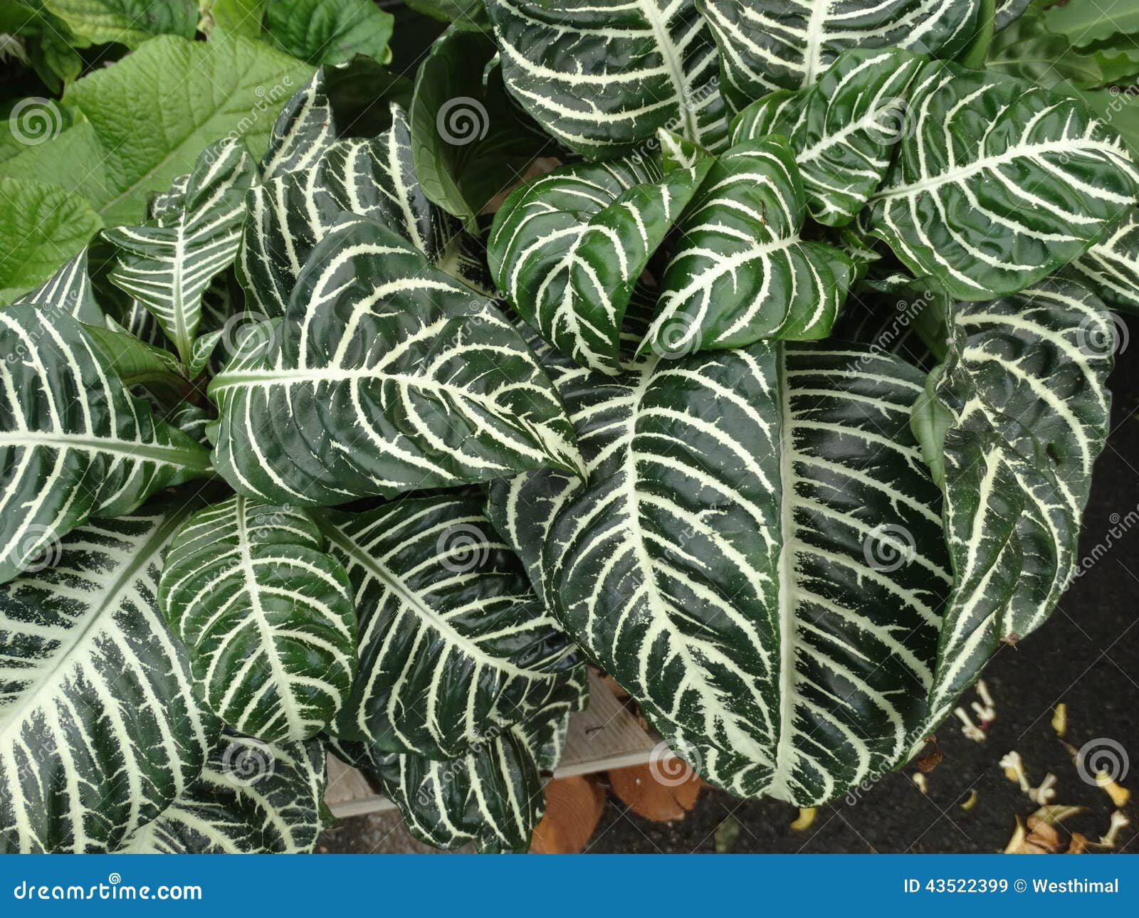 Planta Da Zebra, Squarrosa De Aphelandra Imagem de Stock - Imagem de ...