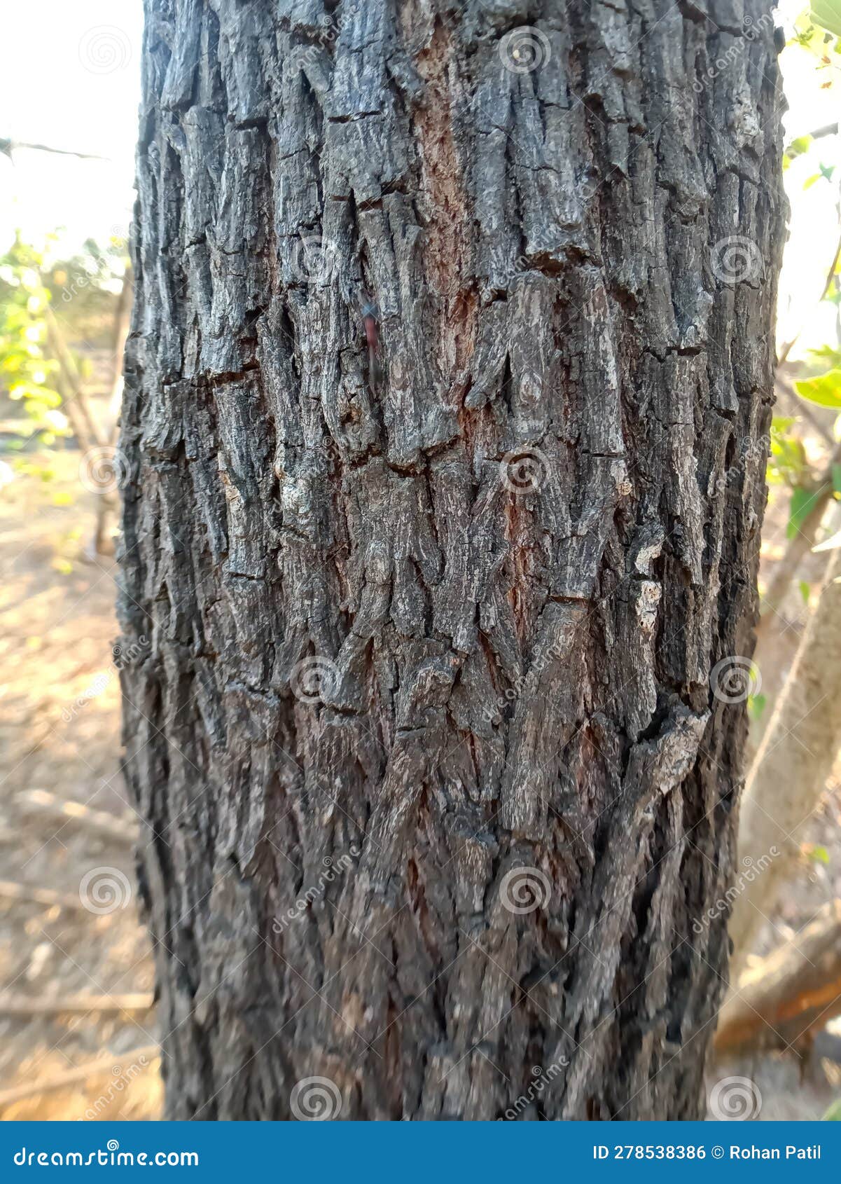 Planta De Acacia Catechu En Selva India Foto de archivo - Imagen de ...