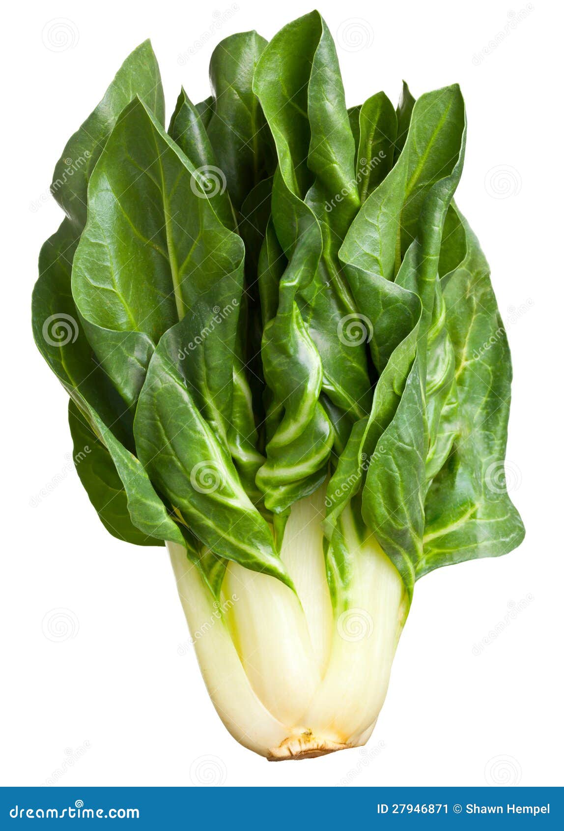 Planta de acelga imagem de stock. Imagem de orgânico - 27946871