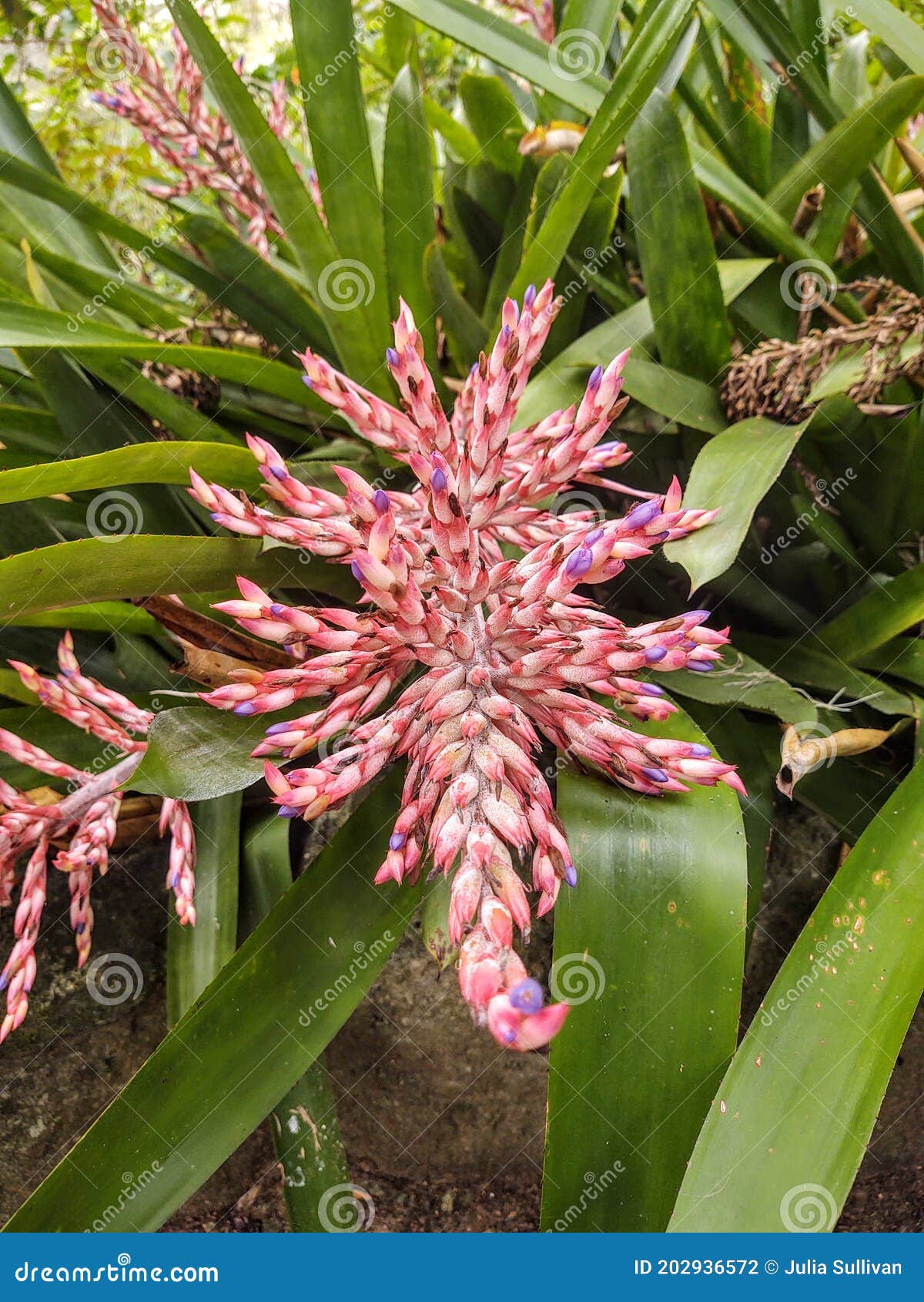 Planta De Aechmea Bracteata Foto de archivo - Imagen de arbusto, verde ...