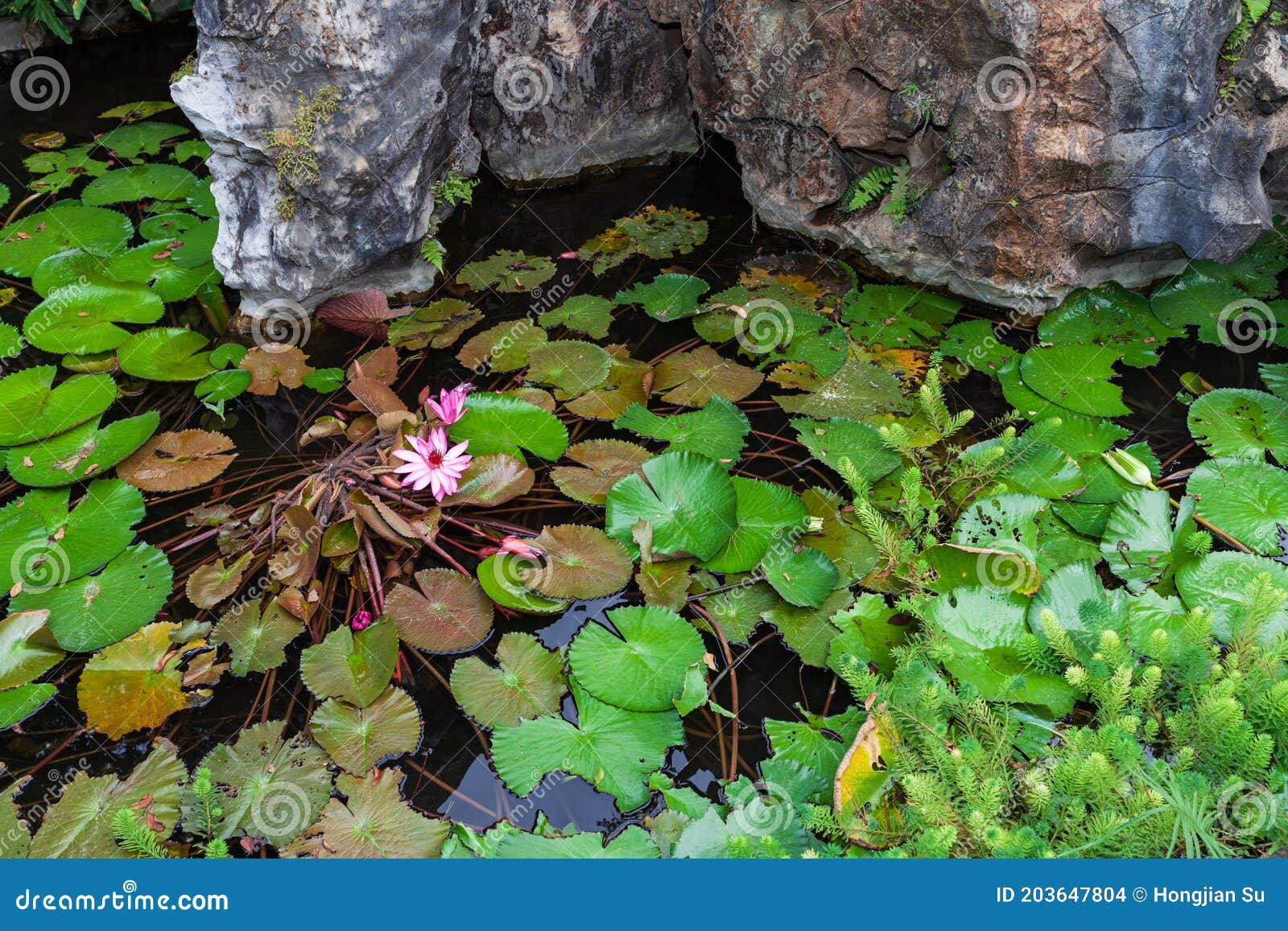 Planta De Agua Con Flor En Un Estanque Foto de archivo - Imagen de ...