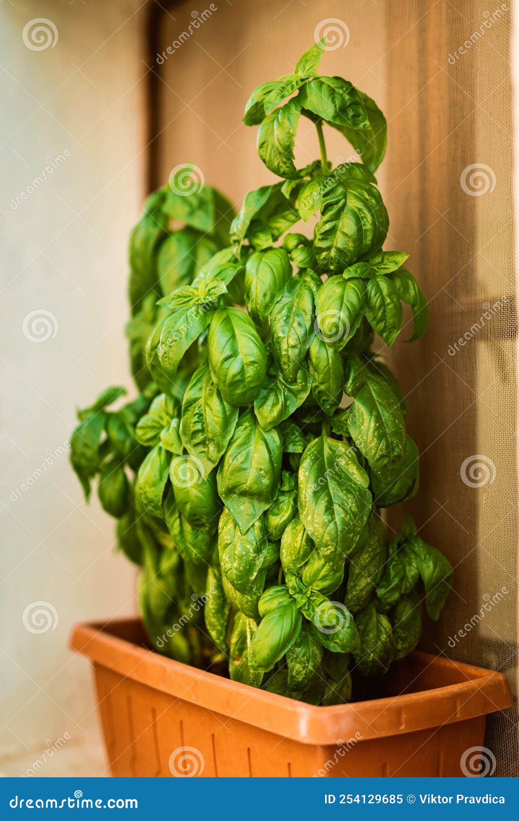 Planta de albahaca imagen de archivo. Imagen de herbario - 254129685