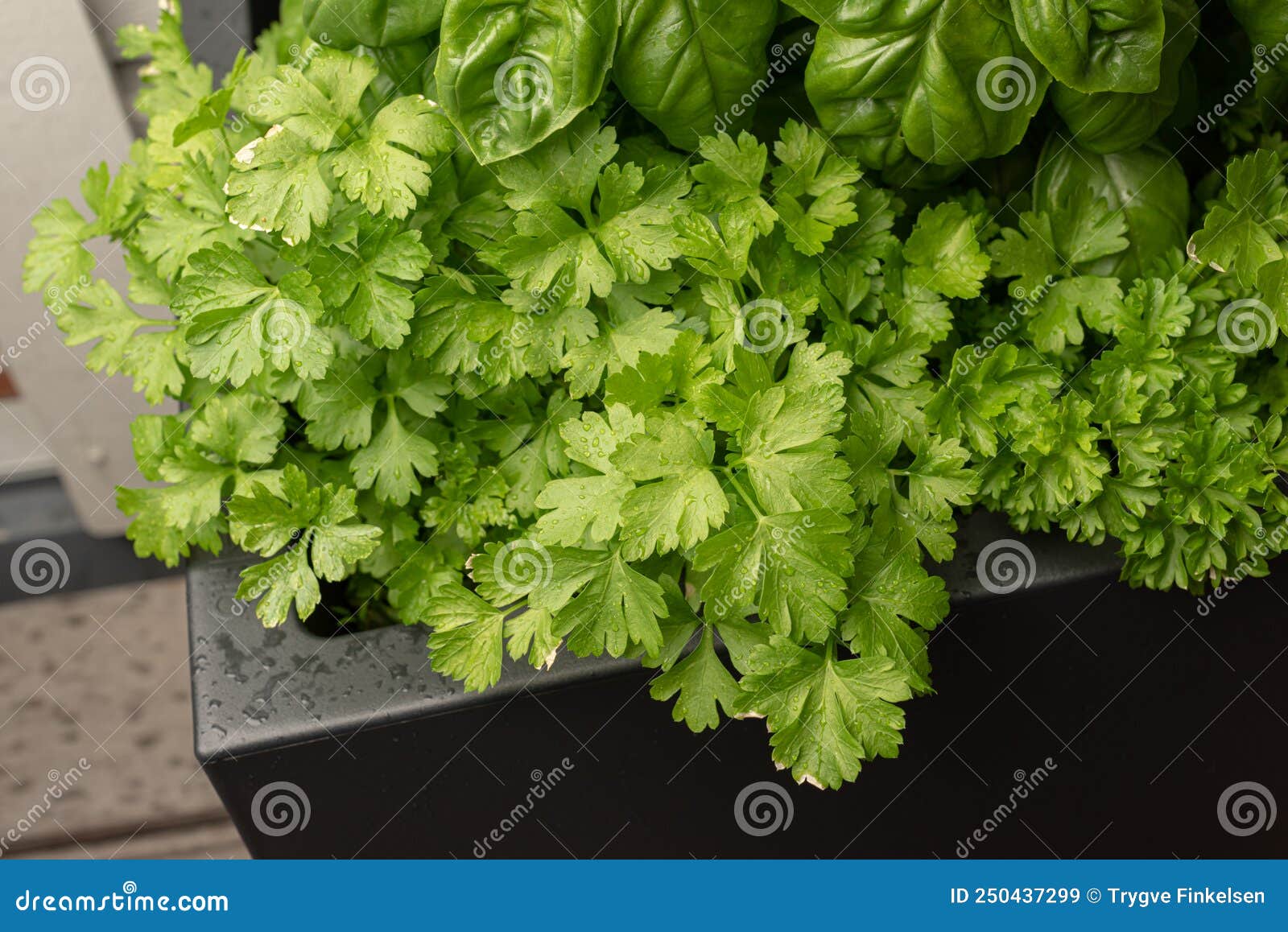 Planta De Albahaca Grande En Una Olla. Imagen de archivo - Imagen de ...