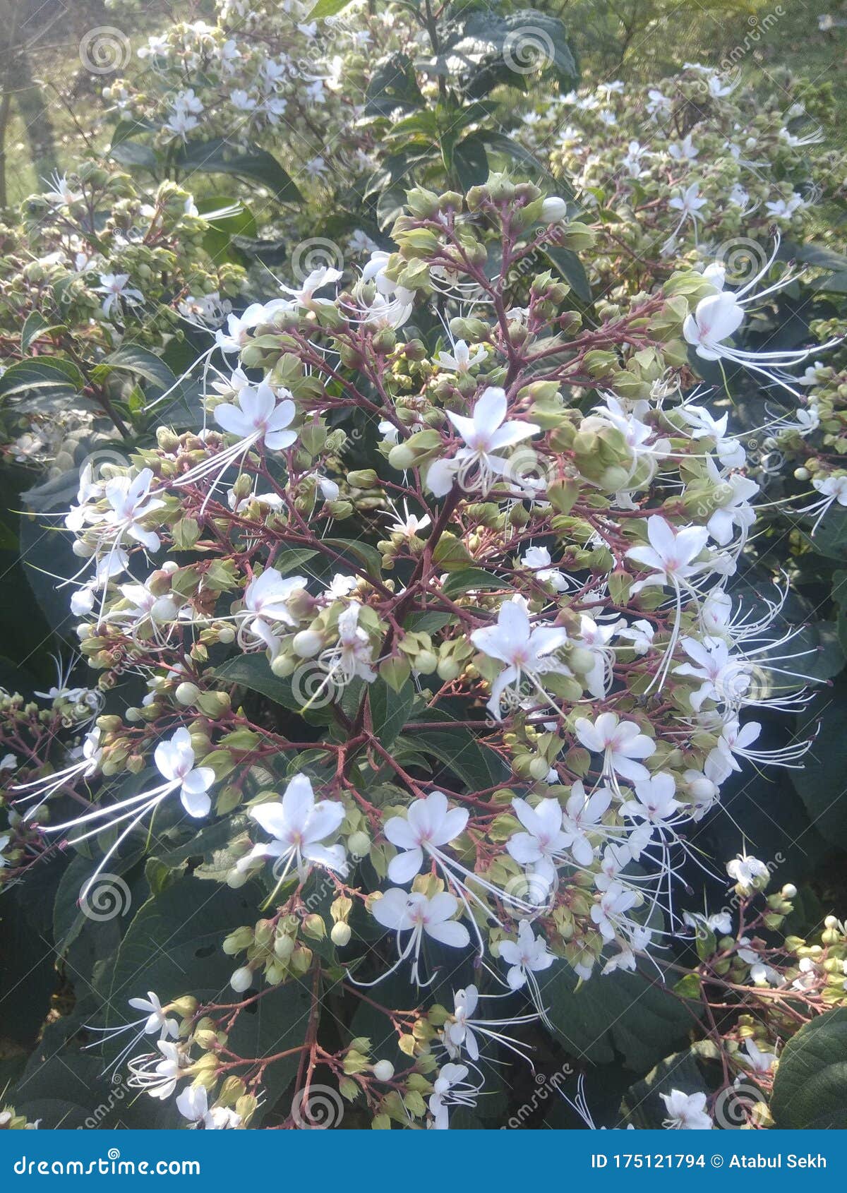 Planta De Amol Lindo Blanco Fulris Foto de archivo - Imagen de planta ...