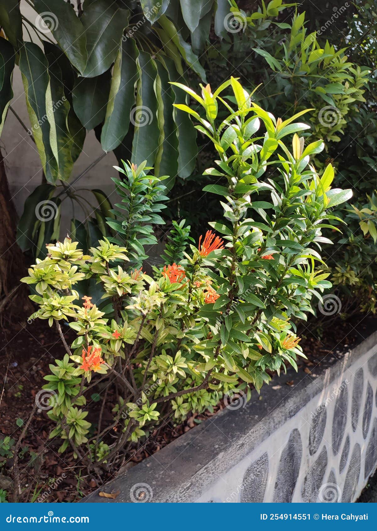 Planta De Arbusto Verde Que Pode Ser Usada Como Material De Coroa ...