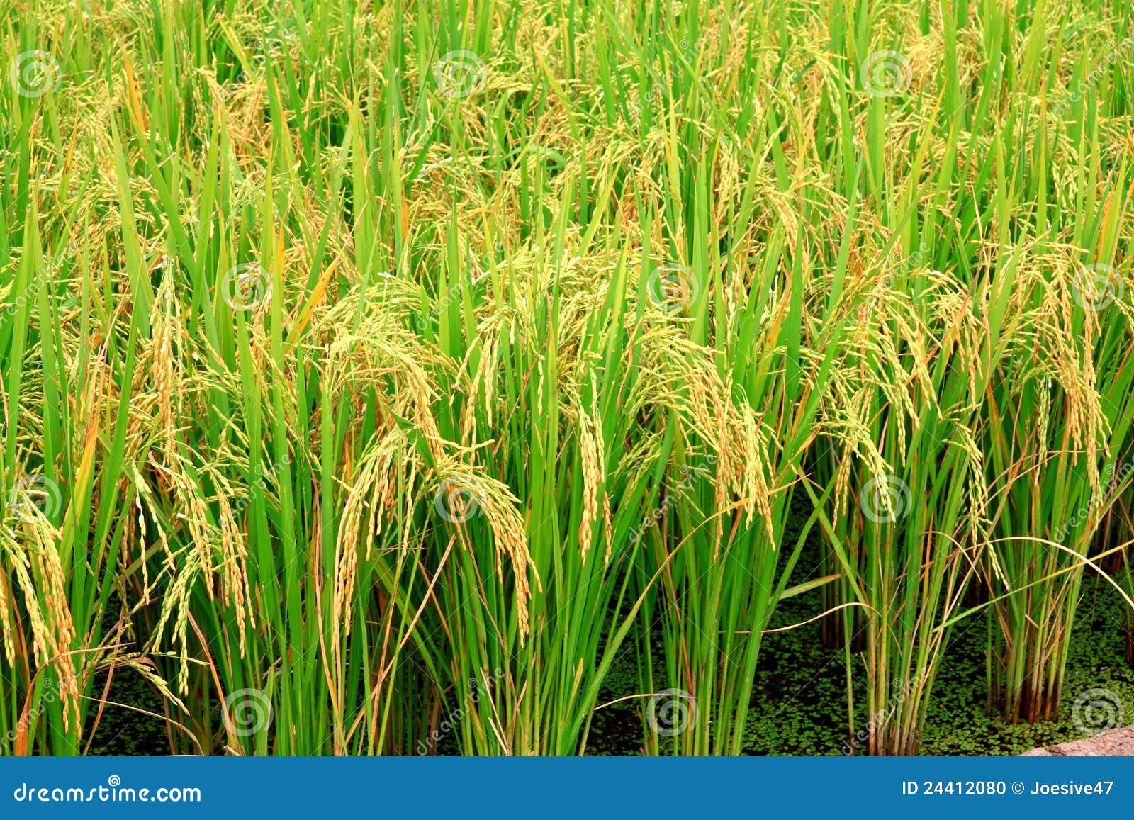 Planta De Arroz Foto de archivo - Imagen: 24412080