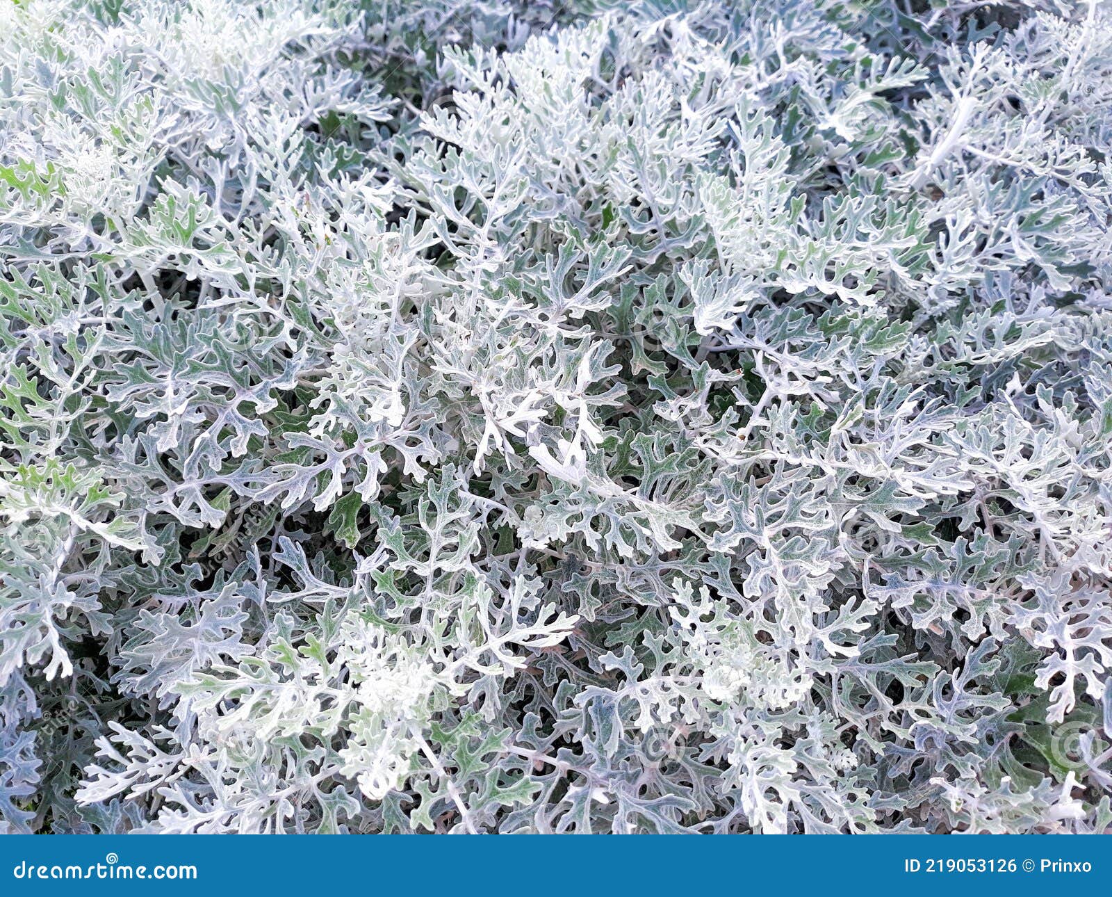 Planta De Artemisia De Absenta Foto de archivo - Imagen de marruecos ...