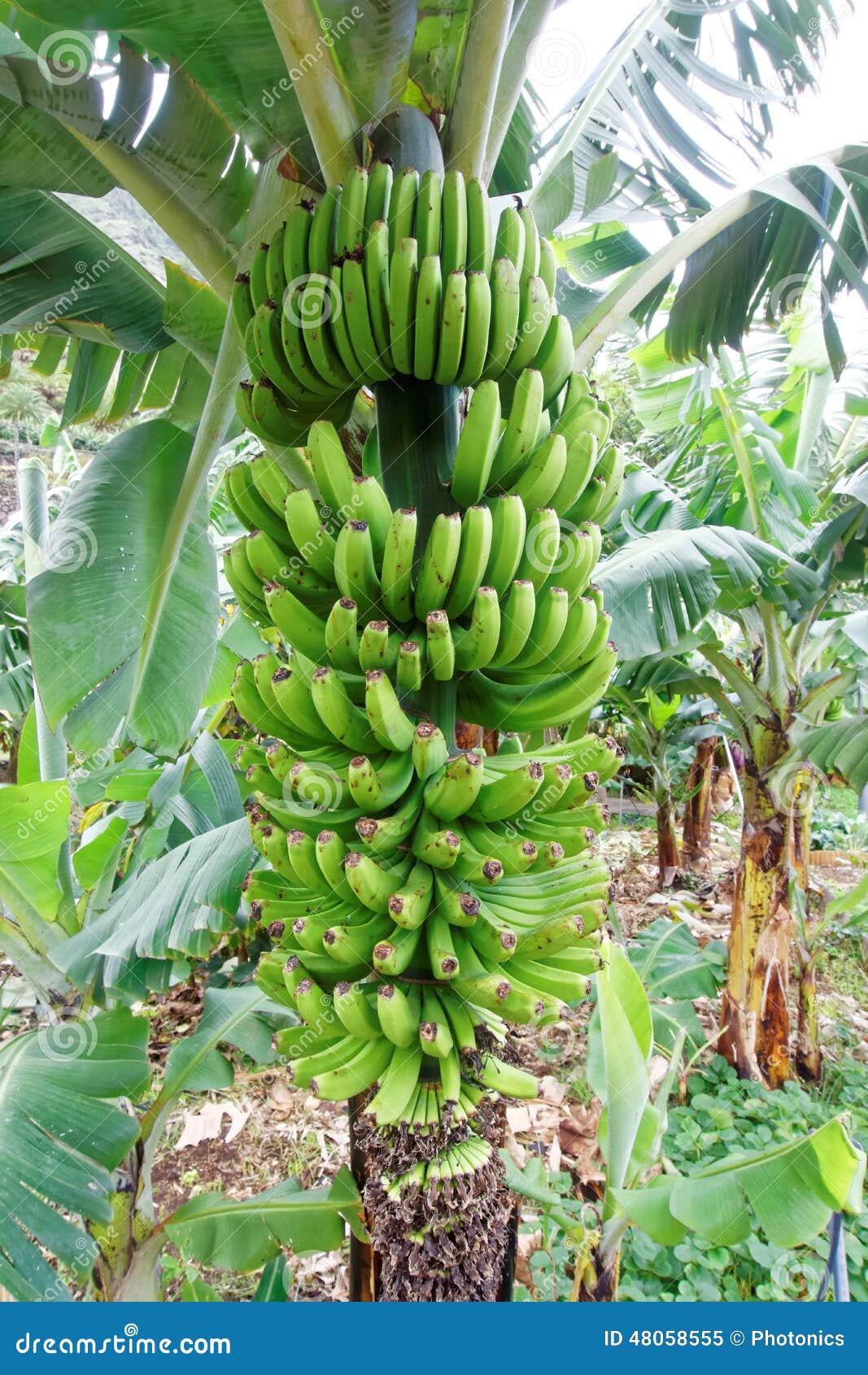 Planta de banana imagem de stock. Imagem de verde, arbusto - 48058555