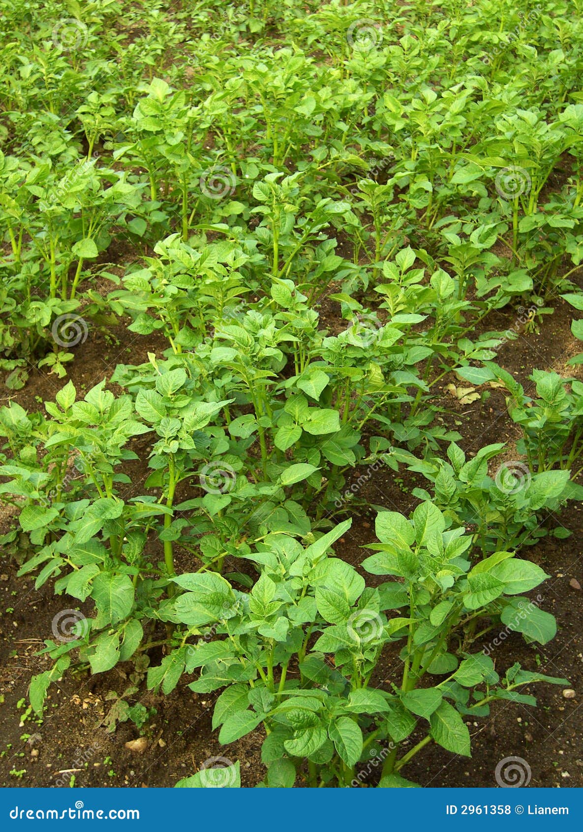 Planta de batata 01 foto de stock. Imagem de crescimento - 2961358