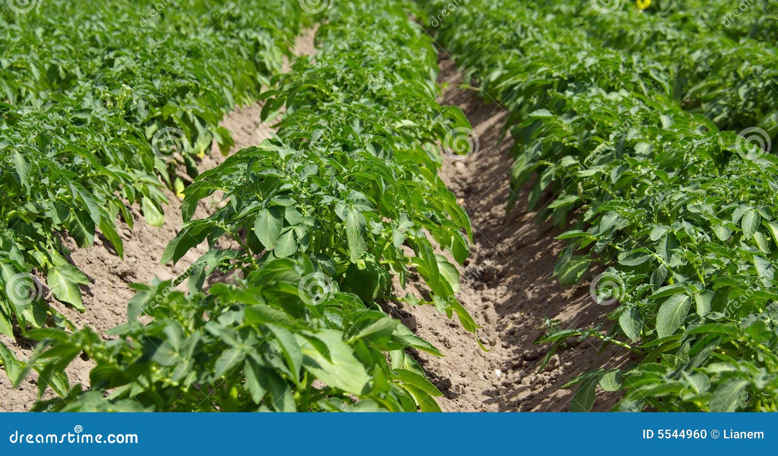 Planta de batata 03 foto de stock. Imagem de batata, plantas - 5544960