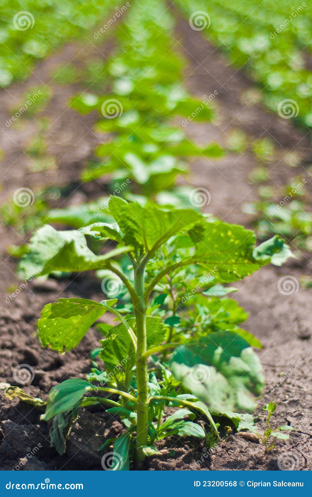 Planta de batata foto de stock. Imagem de ensolarado - 23200568