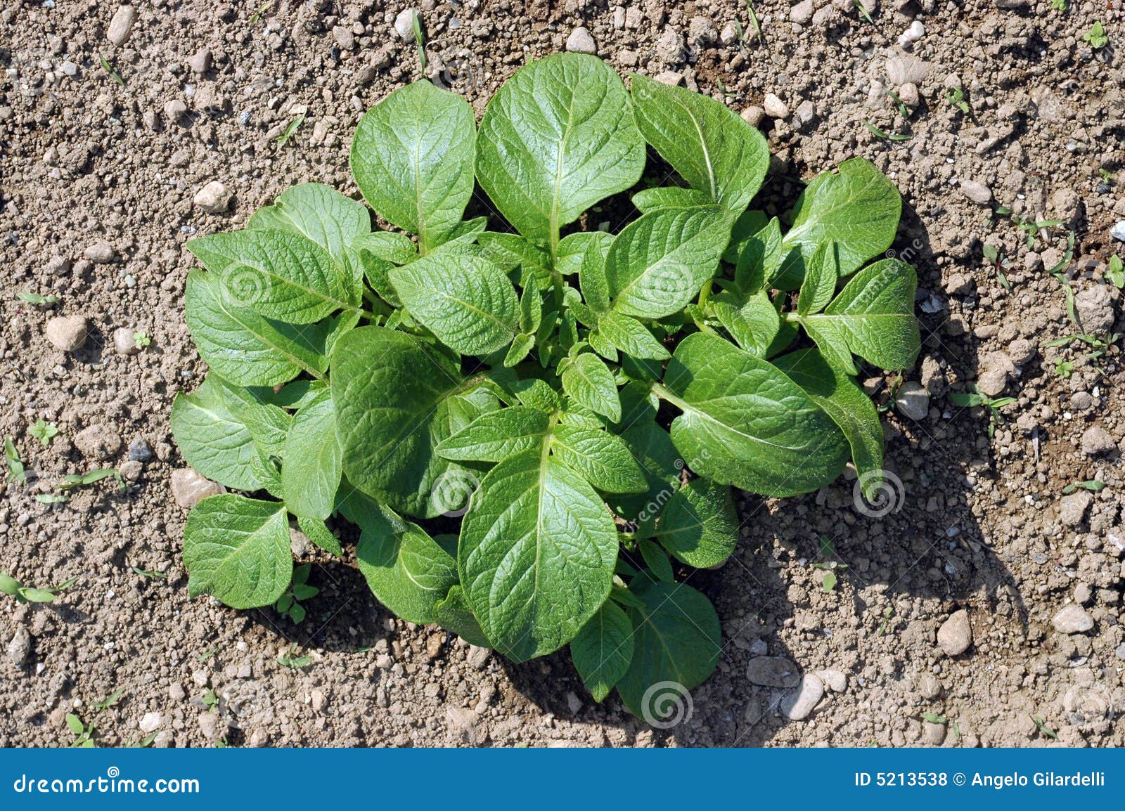 Planta de batata foto de stock. Imagem de nave, rural - 5213538