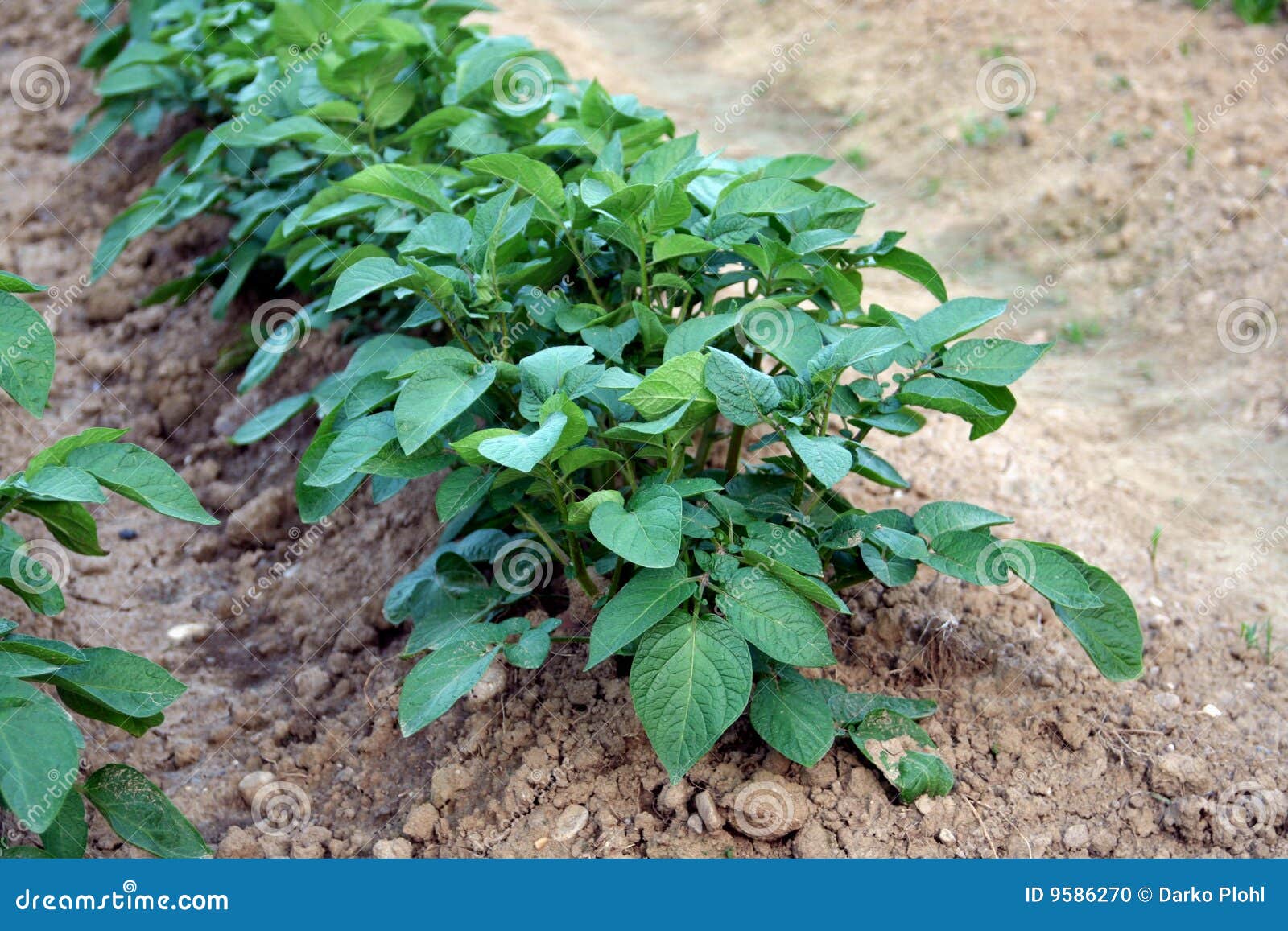 Planta de batata foto de stock. Imagem de alimento, campo - 9586270