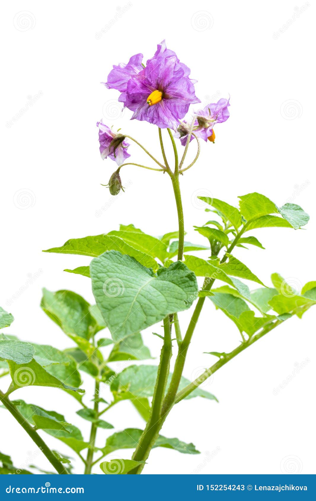 Planta De Batata Com As Flores Isoladas No Branco Imagem de Stock ...