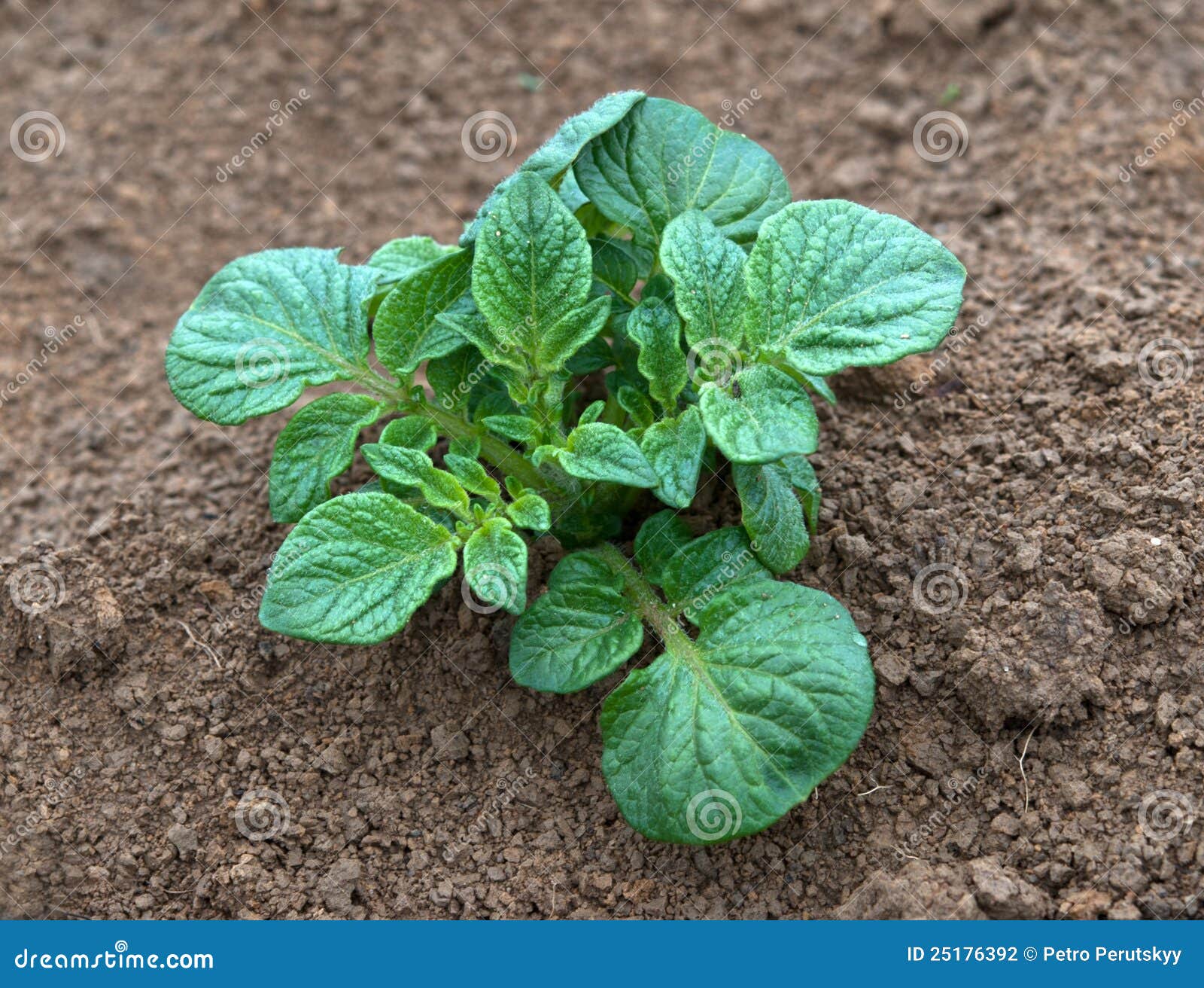 Planta de batata nova foto de stock. Imagem de cama, fresco - 25176392