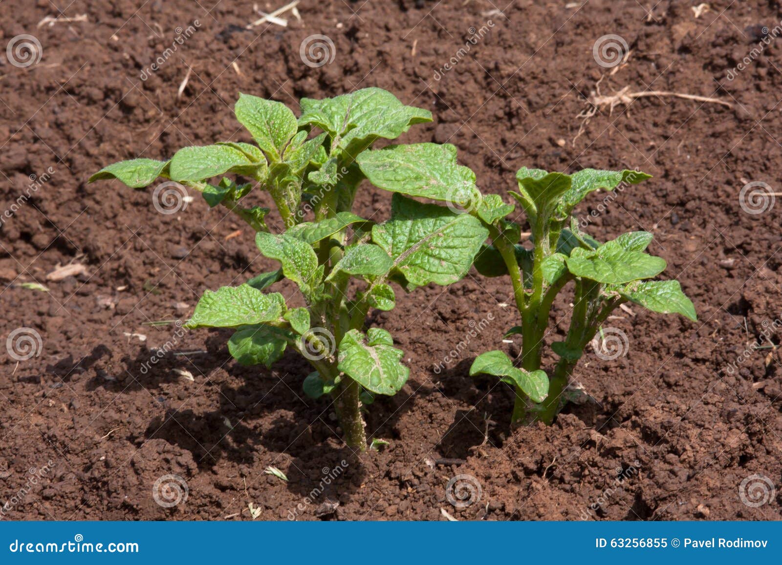 Planta De Batata Nova Que Cresce No Jardim Vegetal Imagem de Stock ...