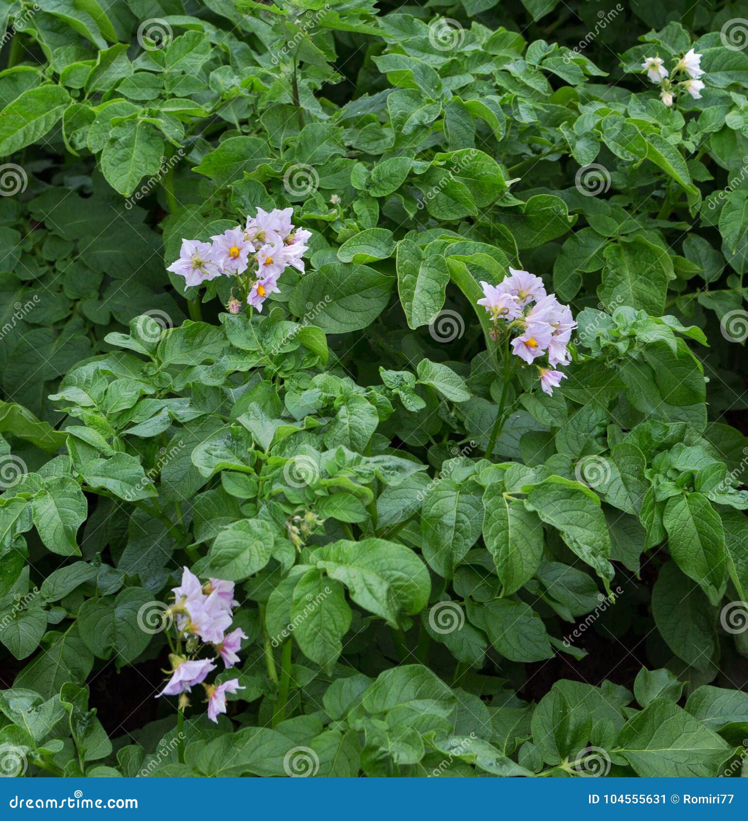 Planta De Batatas Flor De Flores Da Batata Imagem de Stock - Imagem de ...