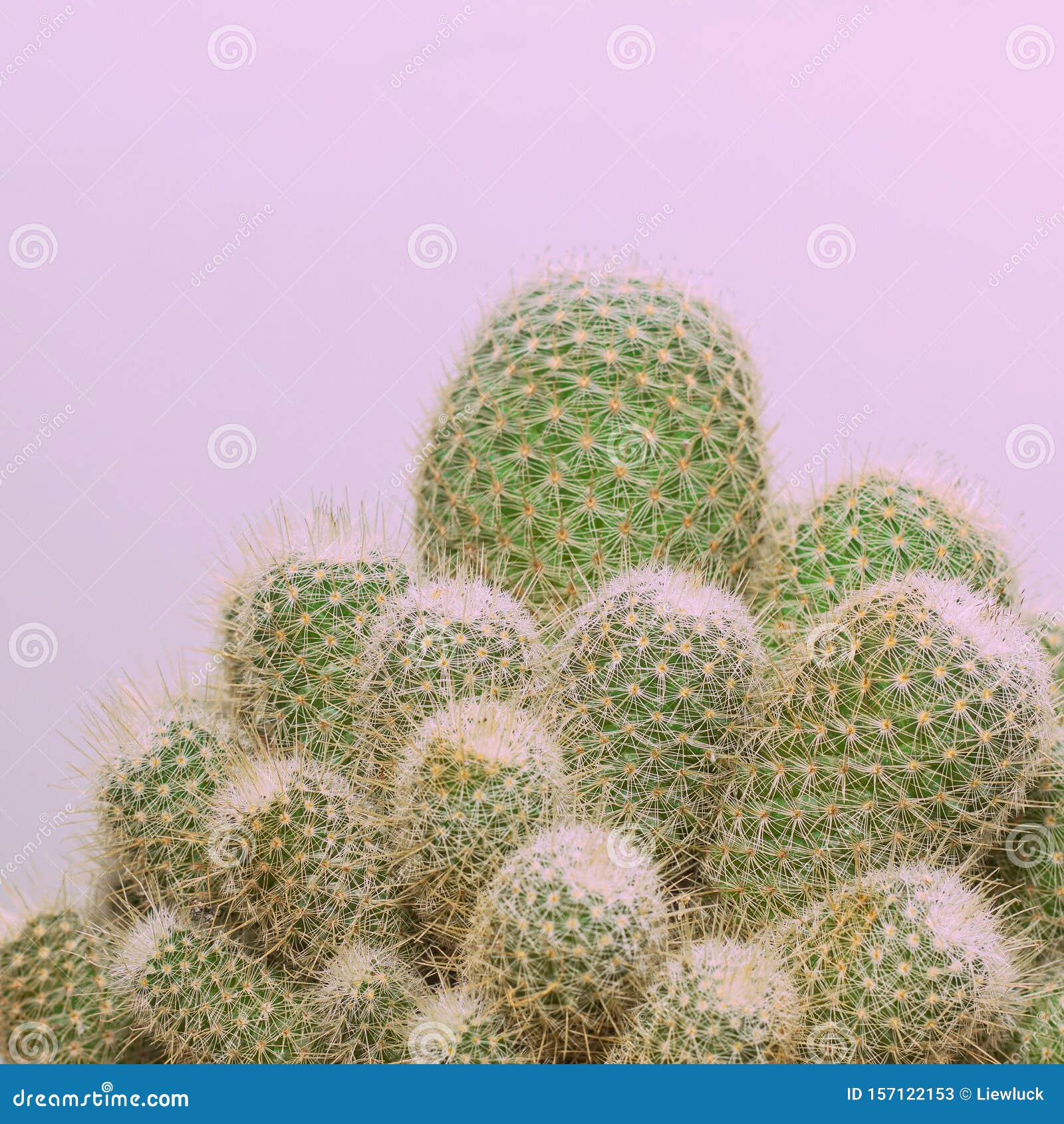 Planta De Cactus Con Espinas Imagen de archivo - Imagen de verde, spine ...