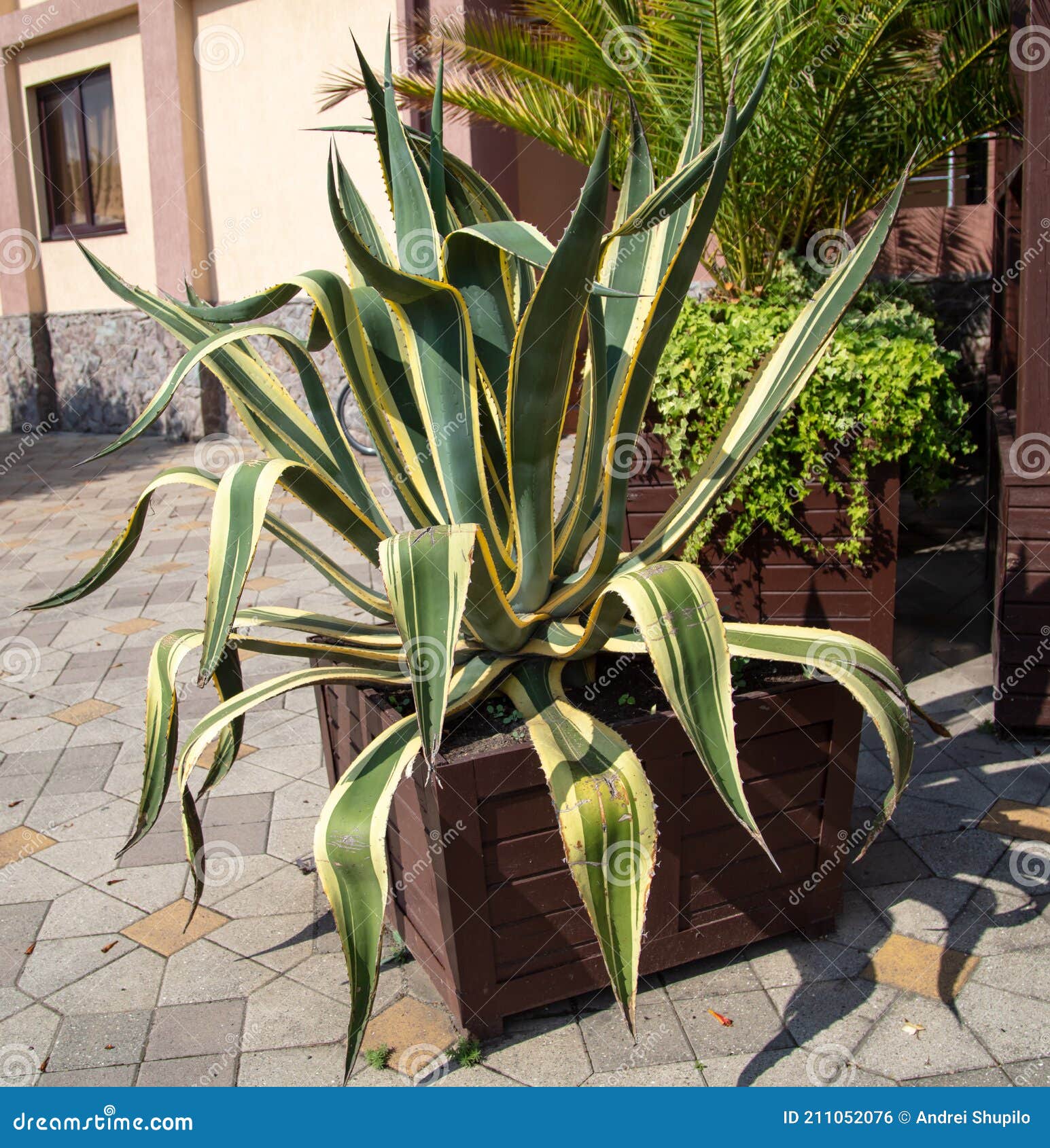 Planta De Cactus En Un Lecho De Flores Foto de archivo - Imagen de ...