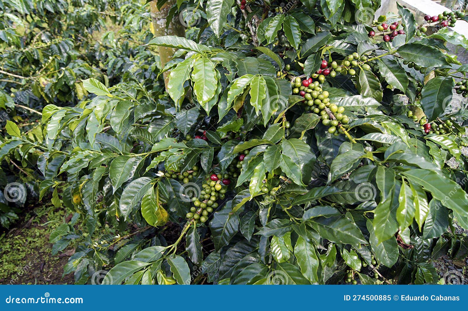 Planta De Café Eje Cafetero Colombia Imagen de archivo - Imagen de ...