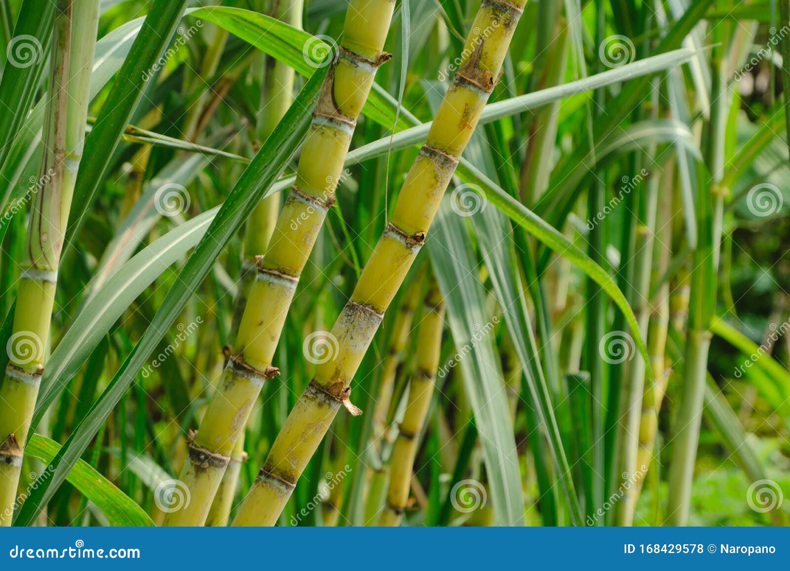 Planta De Cana Verde Fundo Natural Foto de Stock - Imagem de tropical ...