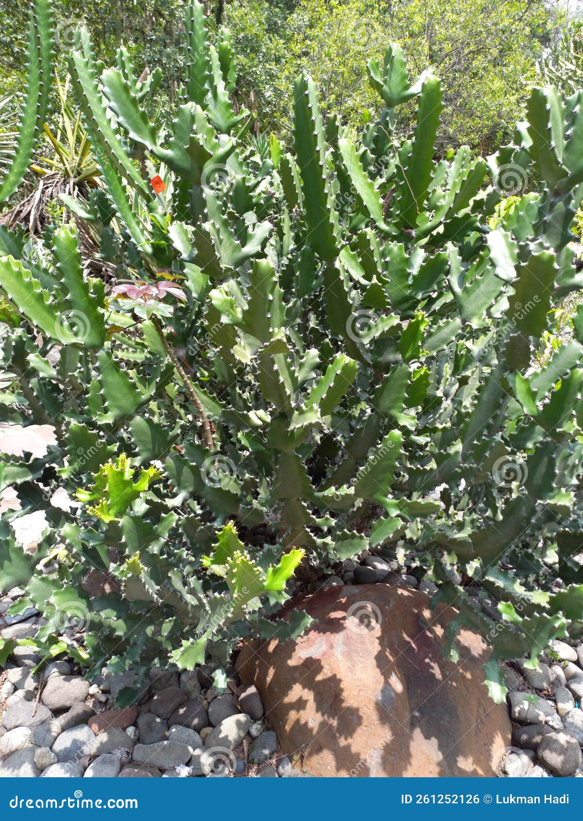 Planta De Captus En El Jardín Foto de archivo - Imagen de perenne, hoja ...